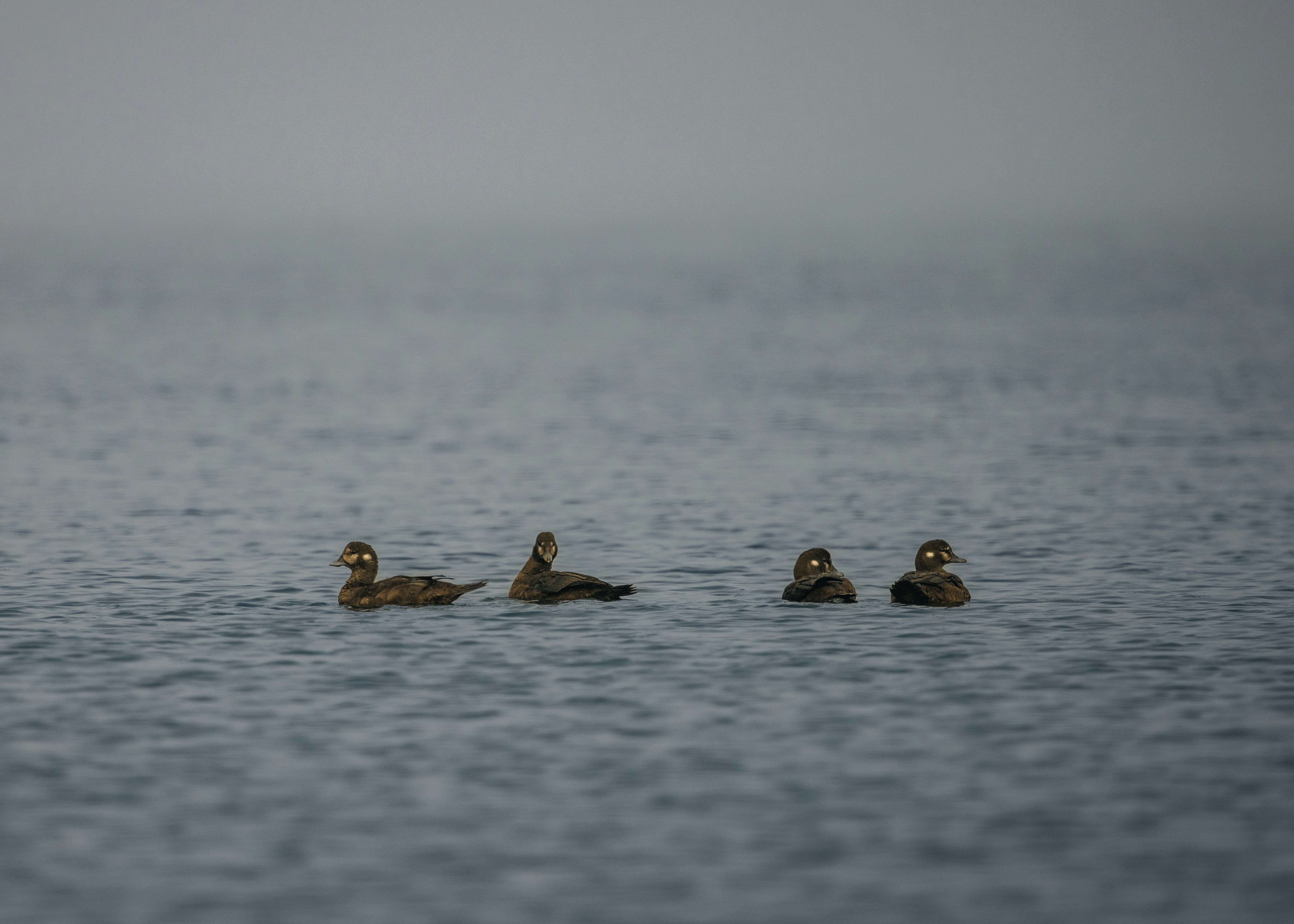A group of ducks floating on top of a body of water photo – Free Bird ...