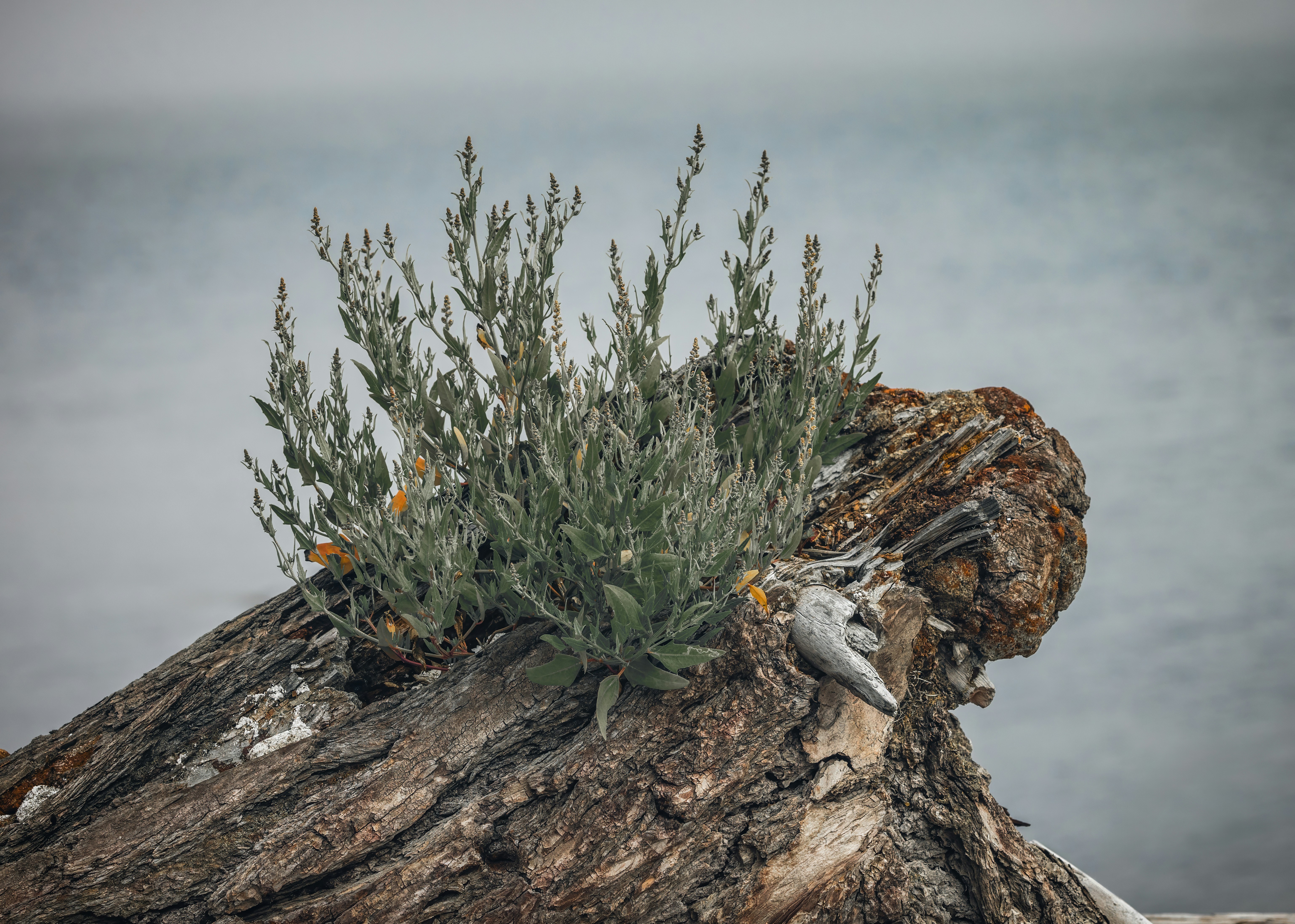Wind-Burnished Outcrop: Sage and Seabird on the Sea-Worn Rock