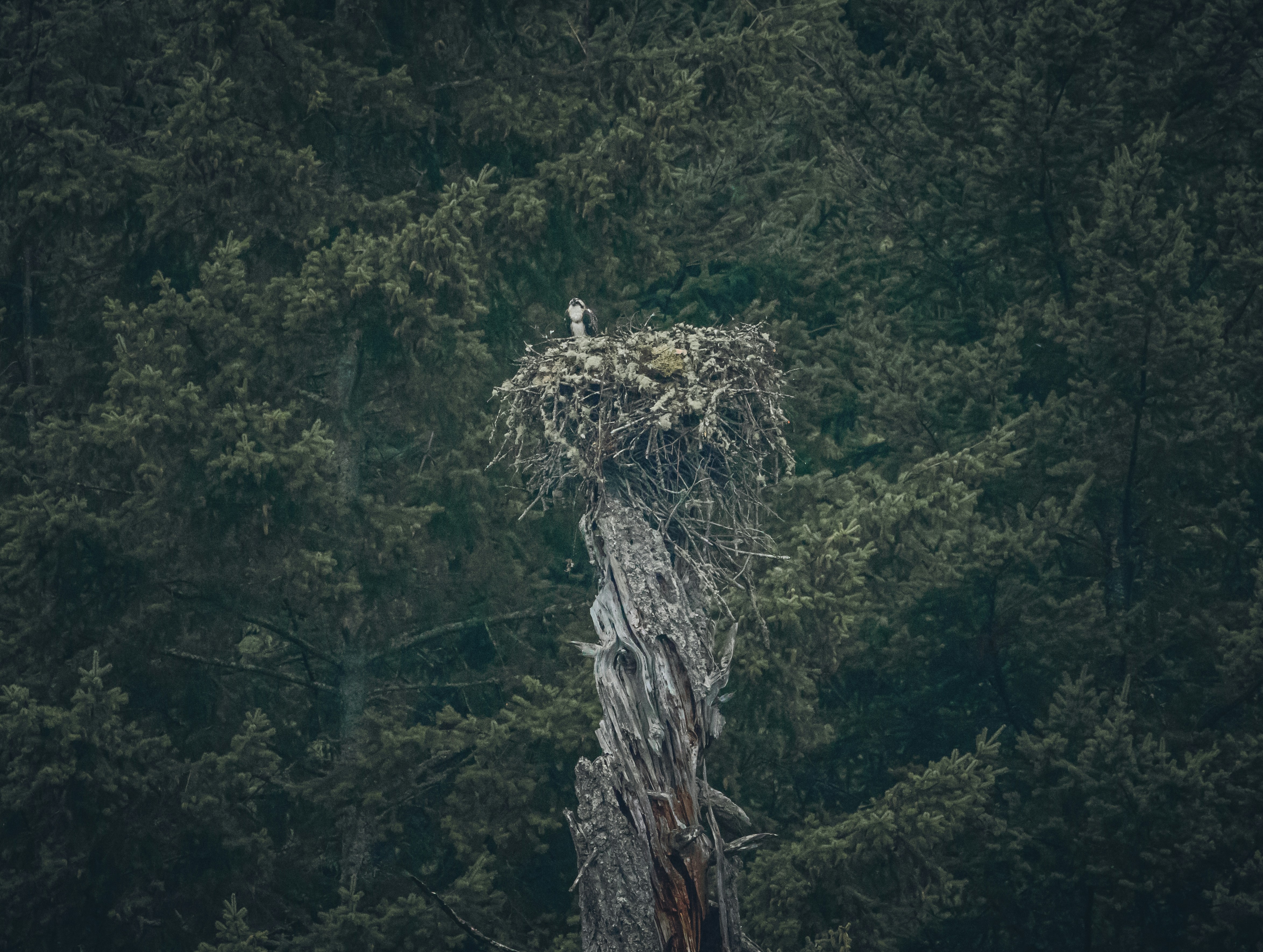 Nesting on End of Time-Twisted Trunk in a Quiet Evergreen Clearing