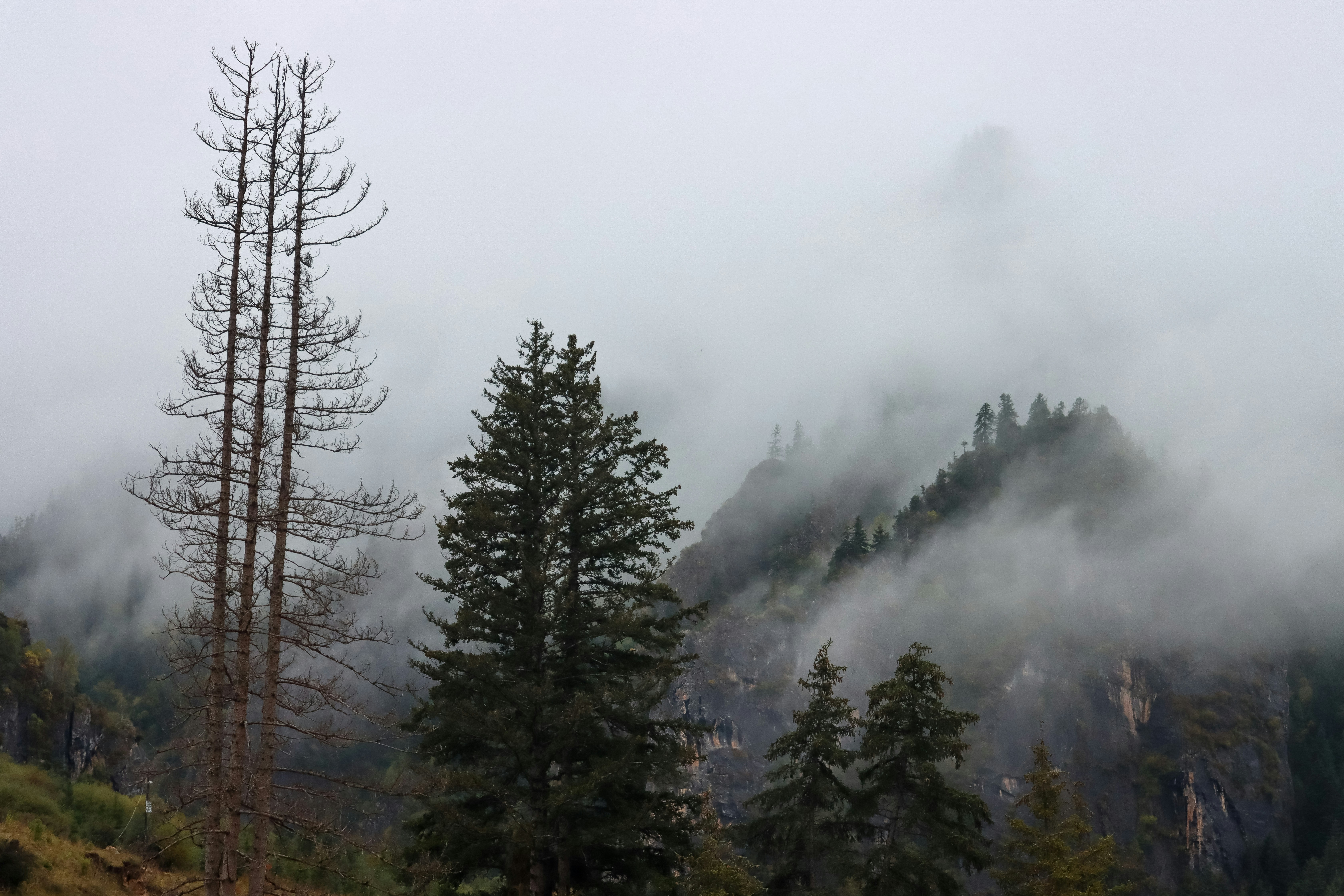 A mountain covered in fog and low lying trees photo – Free Zhagana ...