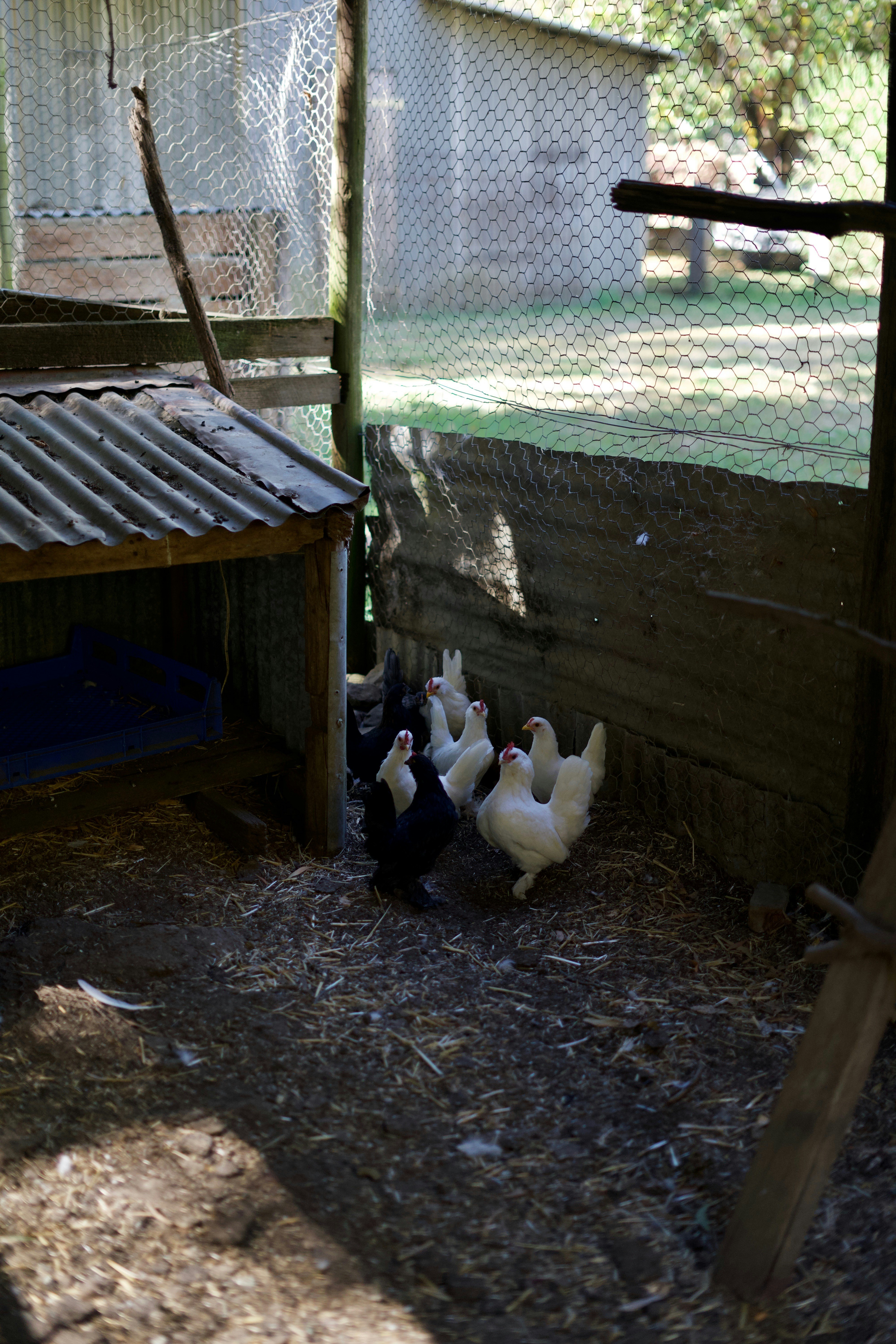 Morning Assembly in a Weathered Henhouse: White Flock by the Wire