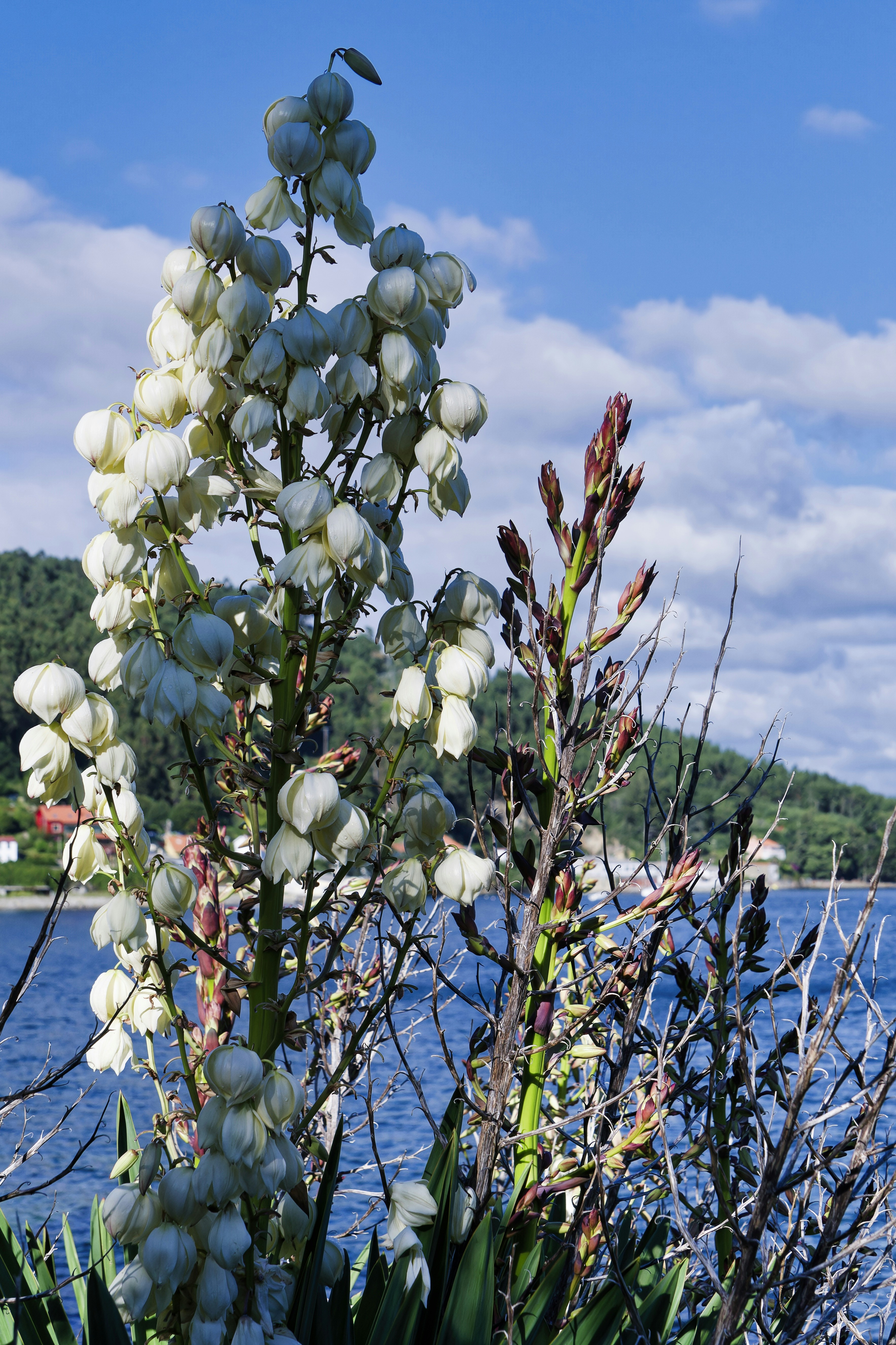 White Bellflowers Reaching Toward a Clear Sky by a Quiet Lake