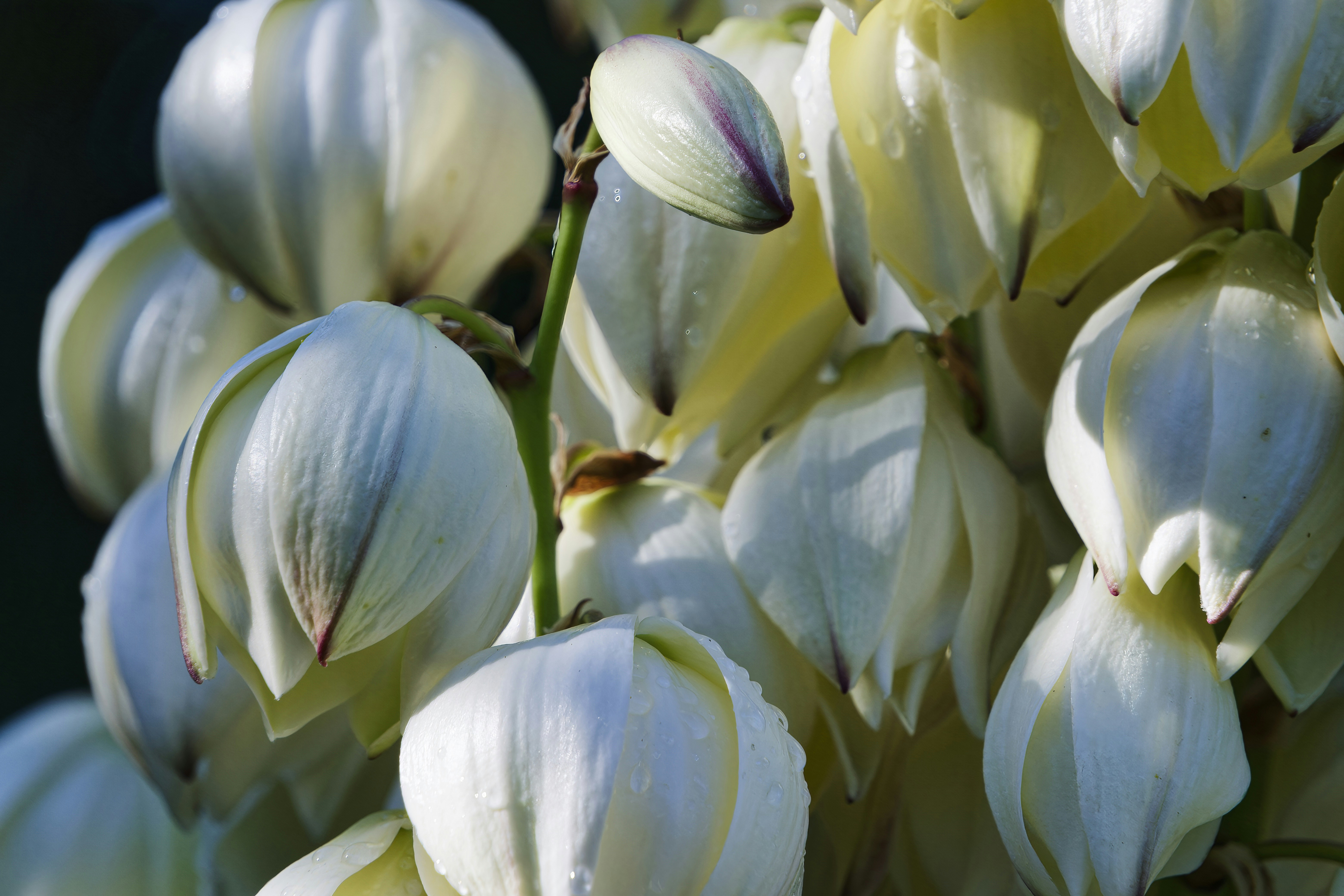 White yucca flowers with elegant petals catch the sunlight in a garden.