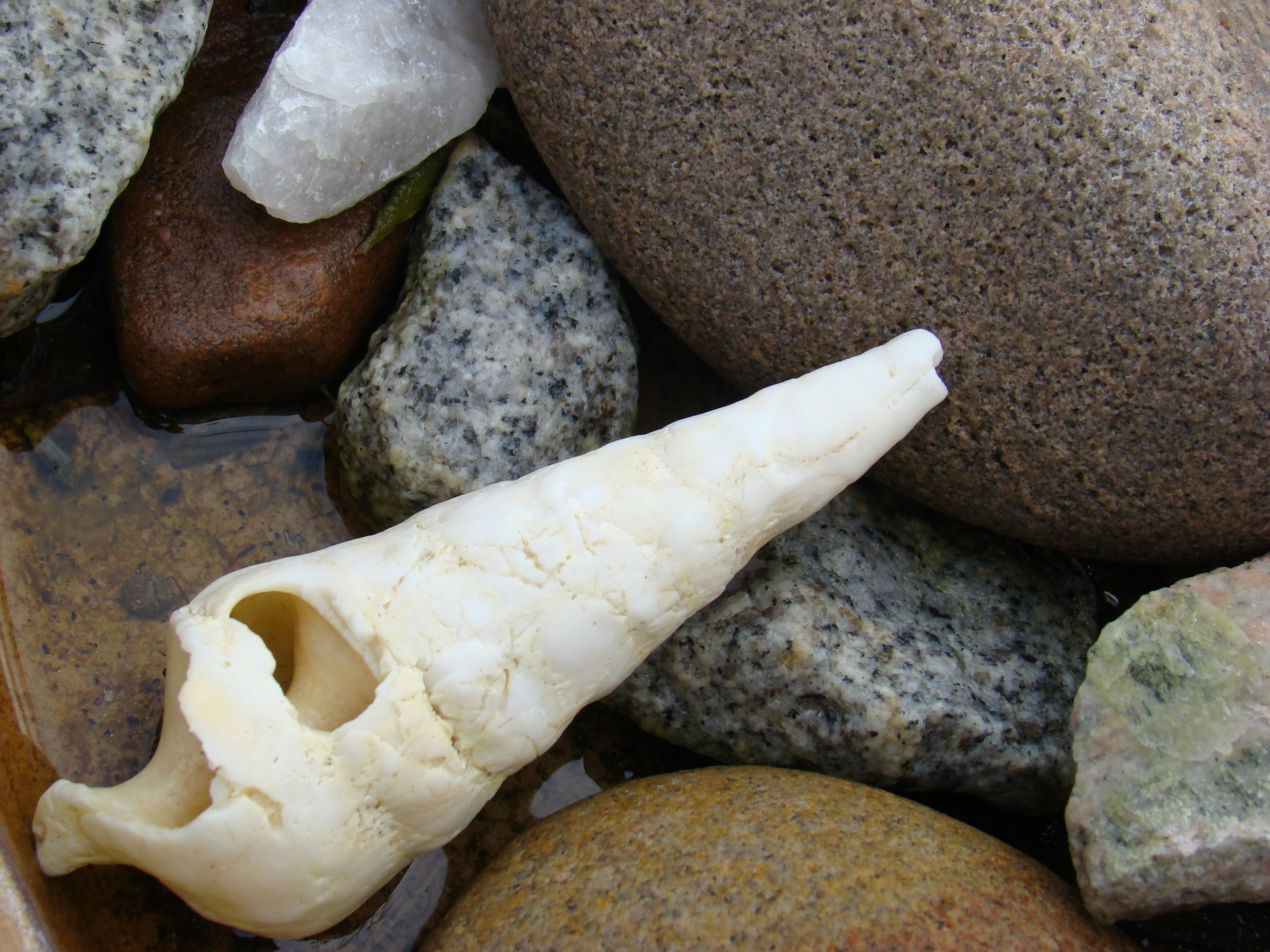 Ivory Conch Resting in a Pebble Mosaic