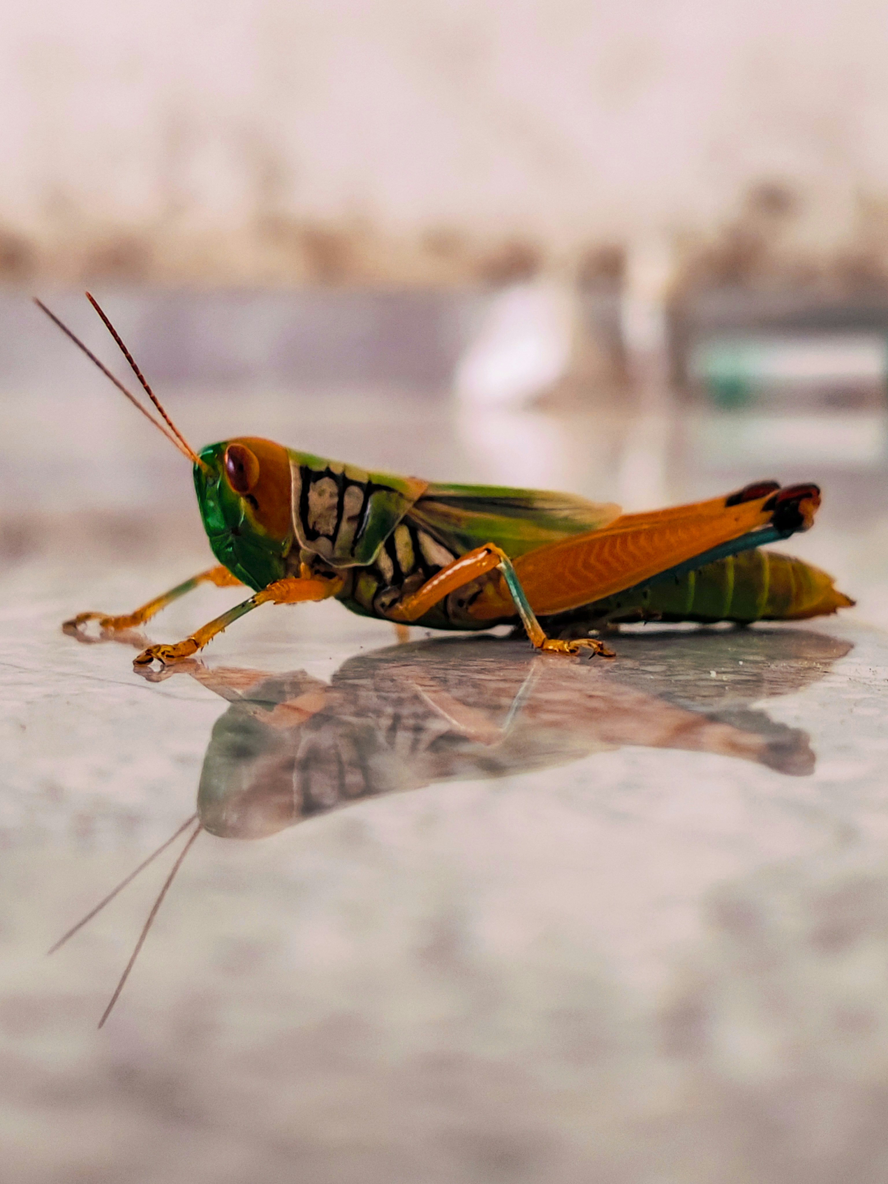 Vivid close-up of a green-and-orange grasshopper resting on a reflective smooth surface, with a soft blurred background. This macro-style shot highlights intricate body patterns and antennae details.