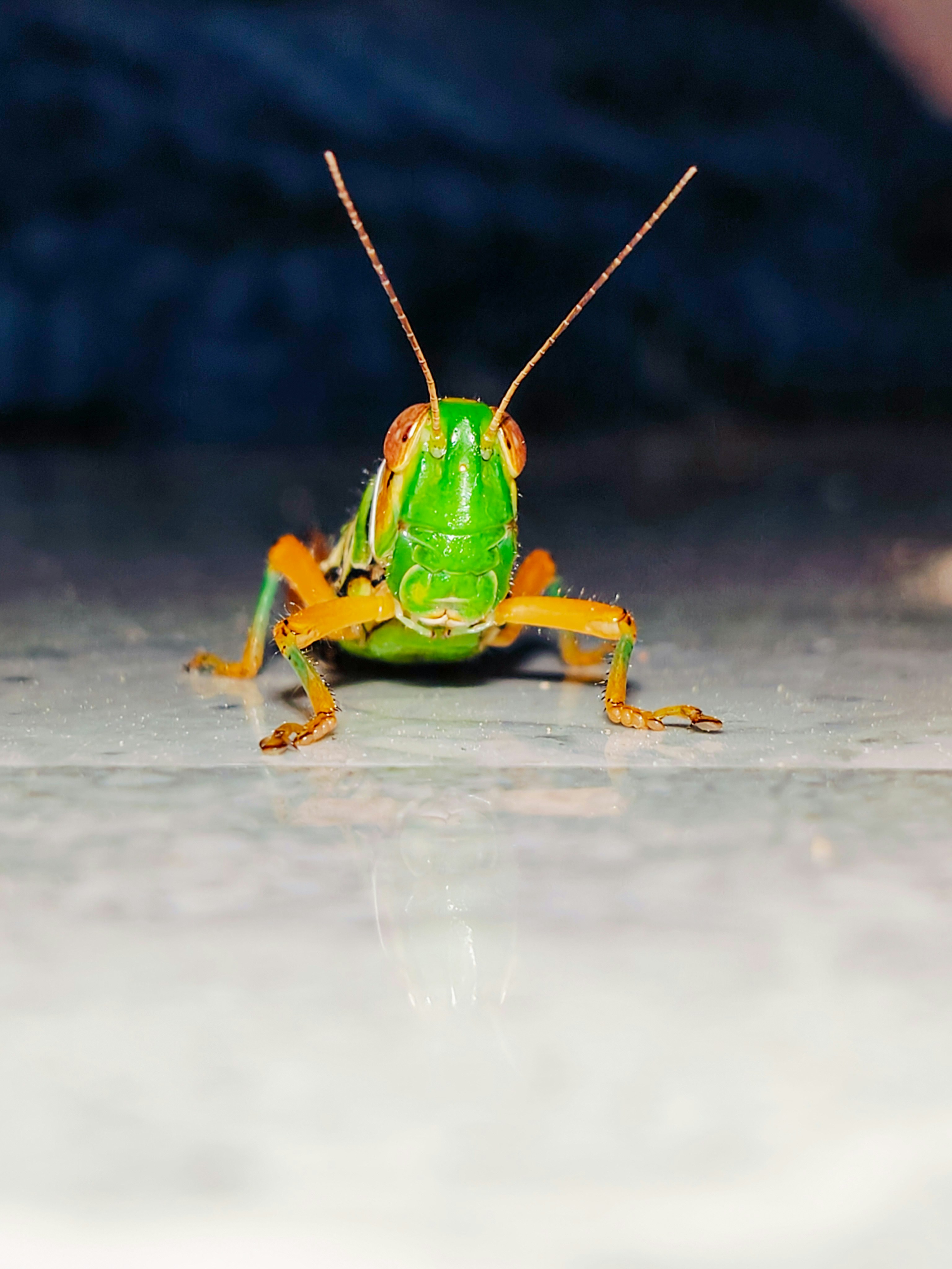 Close-up photograph of a green praying mantis facing the camera on a glossy surface. Its vivid orange legs and bright eyes contrast with a dark background.