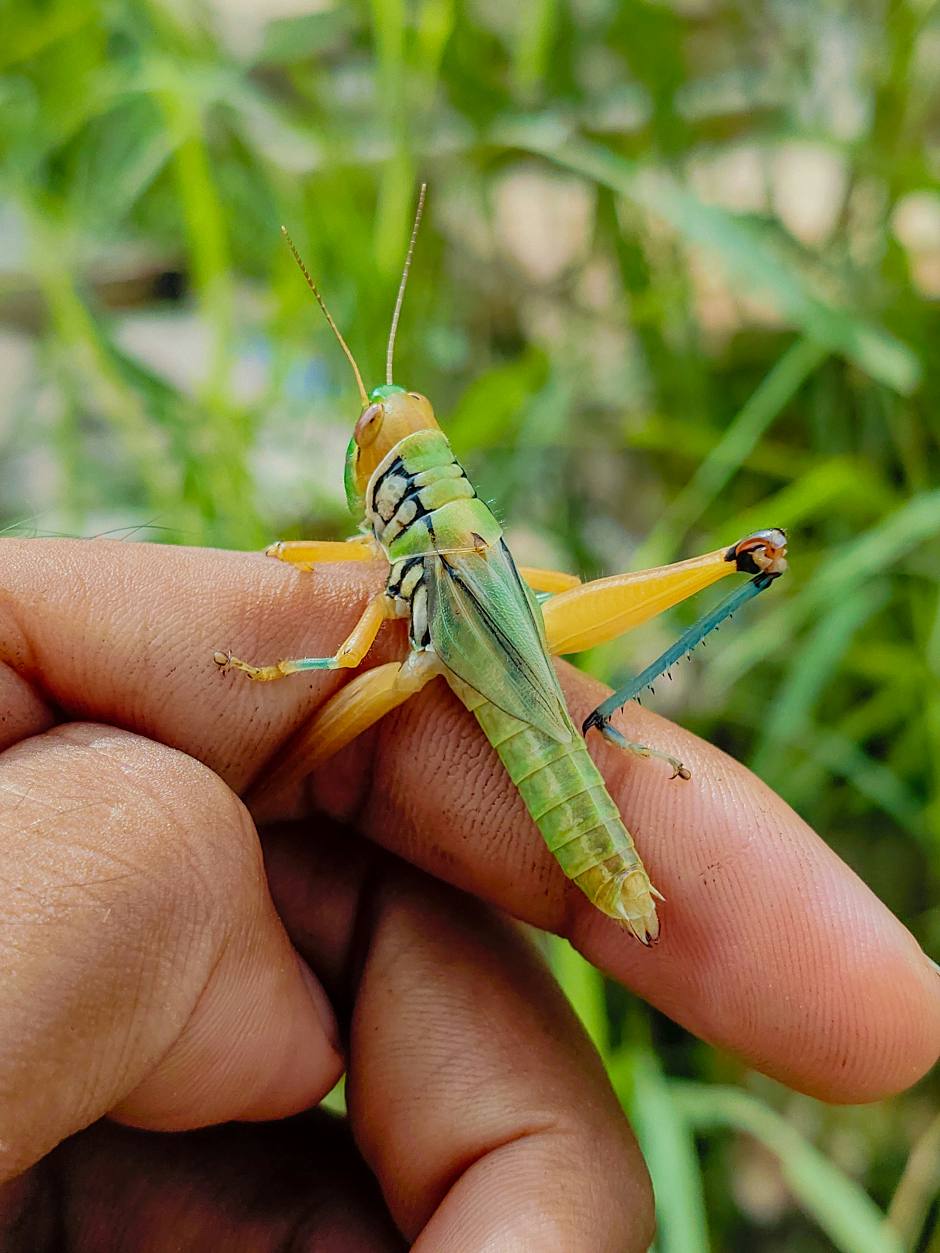 Verdant Katydid on a Gentle Finger: A Close-Up Macro Portrait