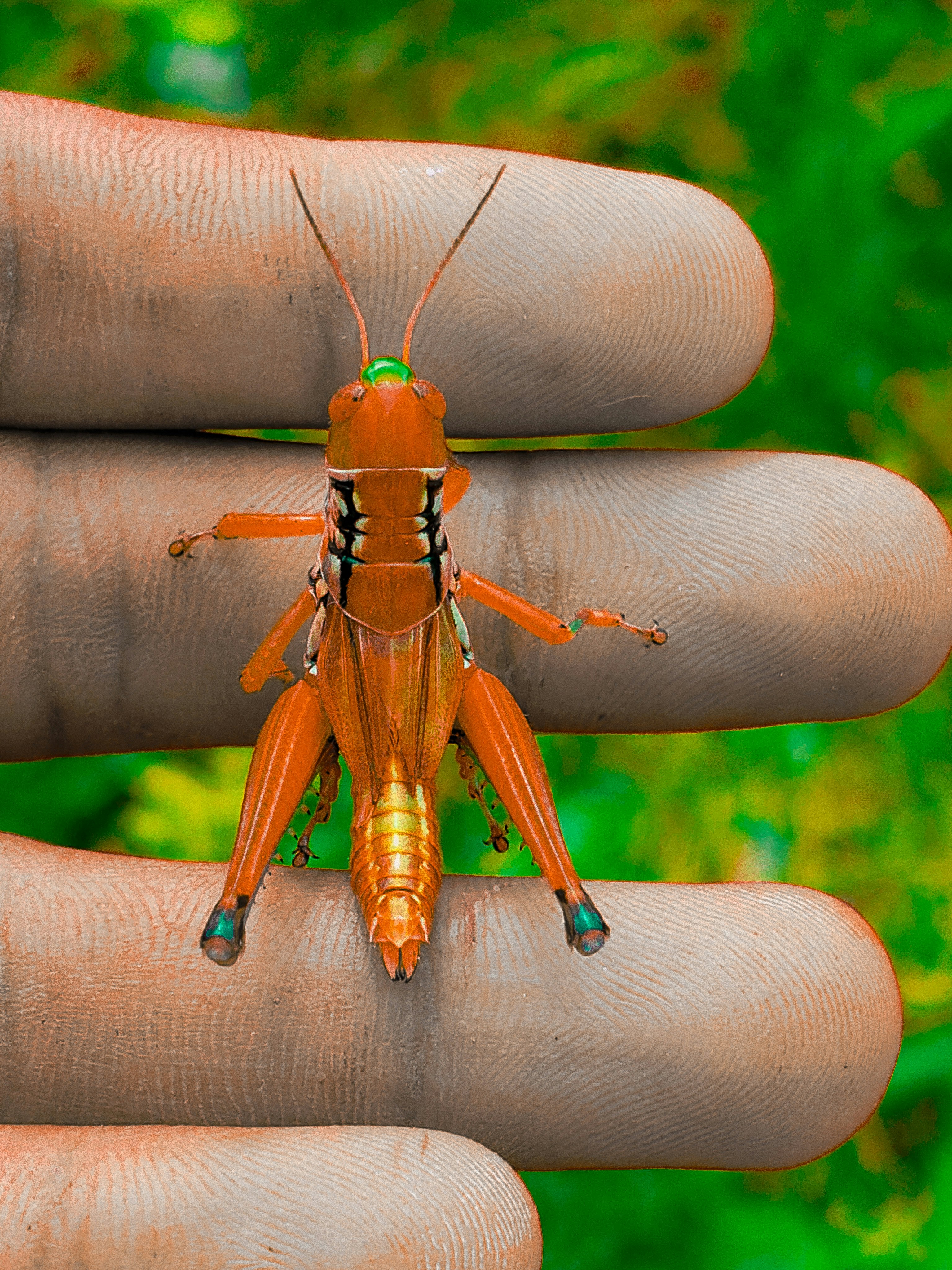 Close-up photograph of a vivid orange grasshopper held between two fingertips, revealing its segmented body and antennae. A lush green background provides soft bokeh that isolates the insect.