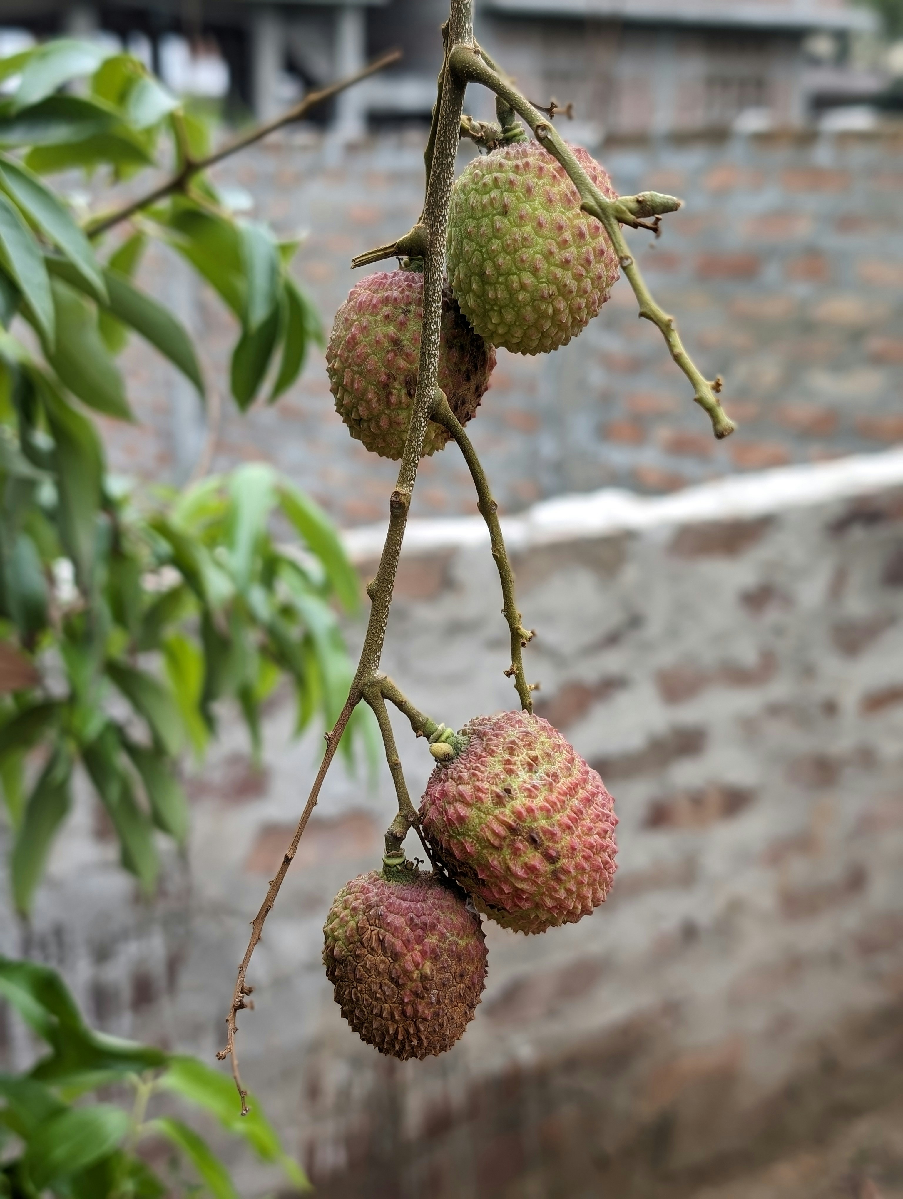 Lychee-Like Fruits on a Weathered Branch: A Close-Up of Texture and Color