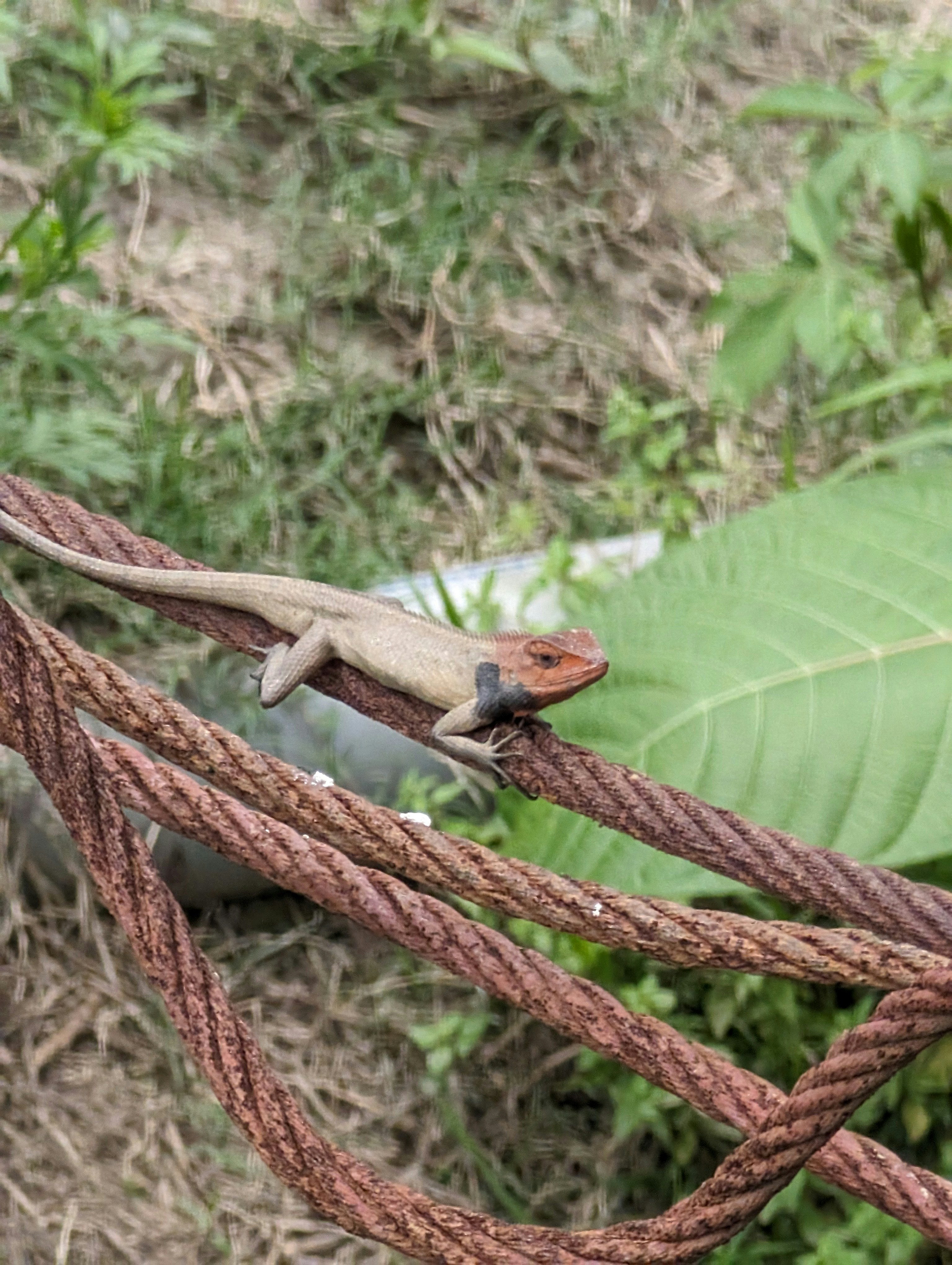 Crimson-Headed Lizard Traverses a Frayed Rope