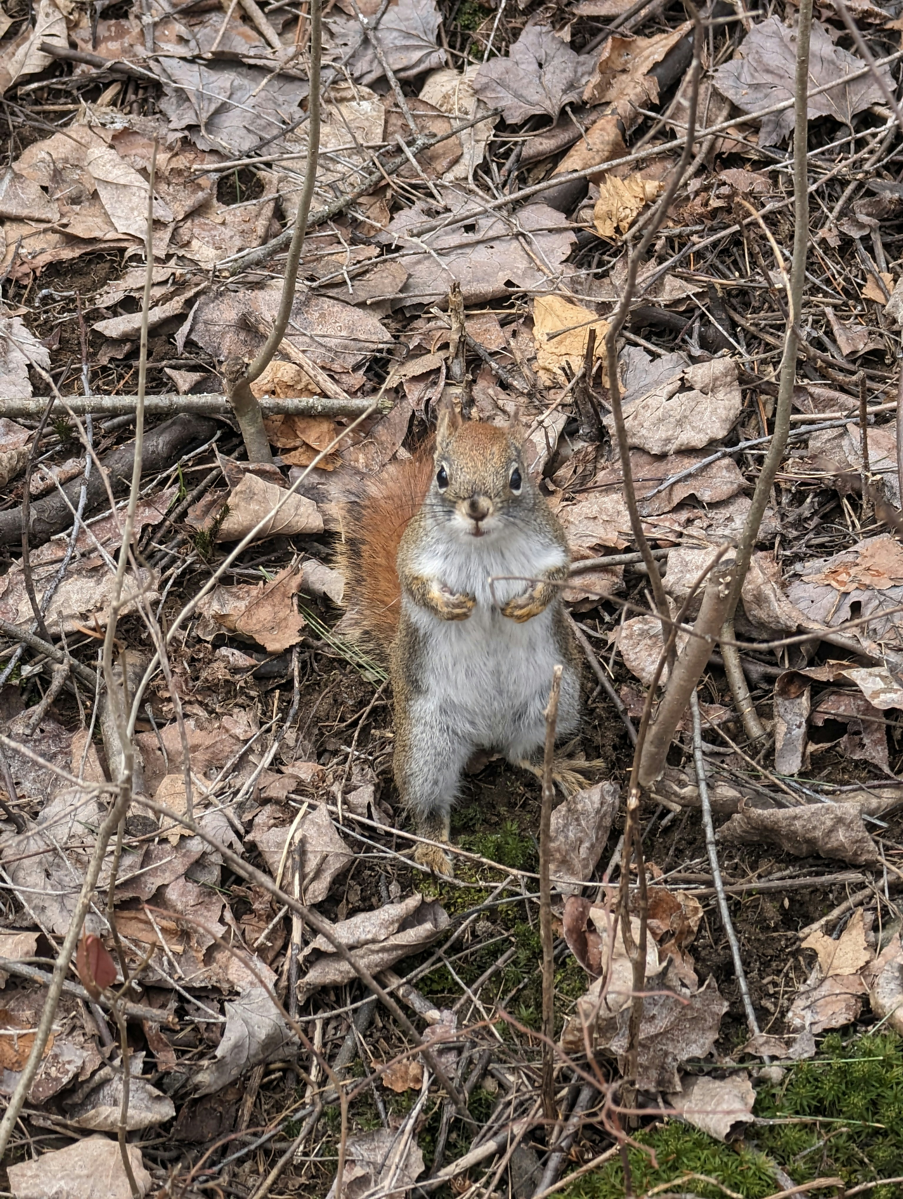 Tiny Sentry Amid Leaf-Litter