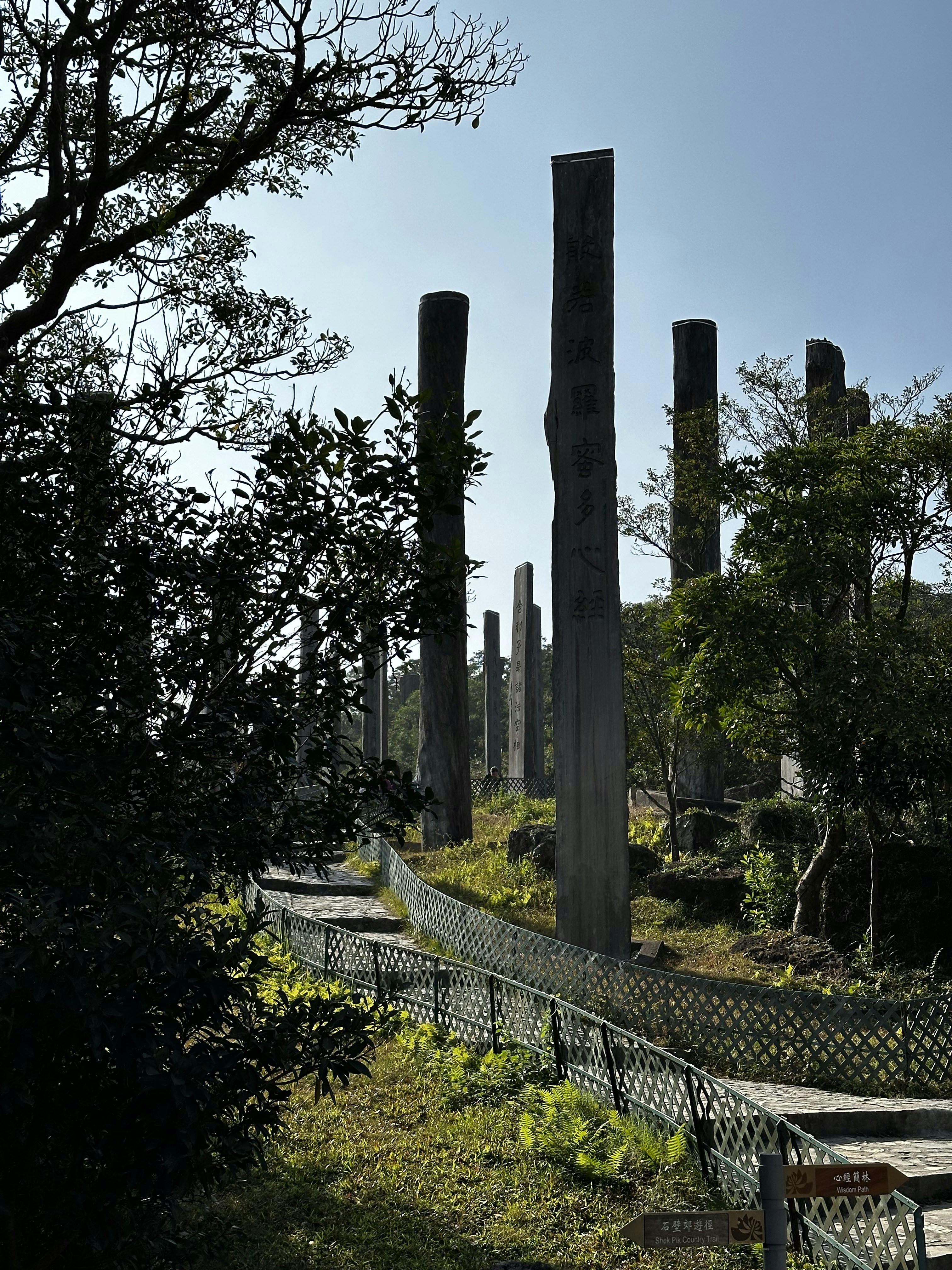Sunlit Sentinel Columns along a Quiet Path