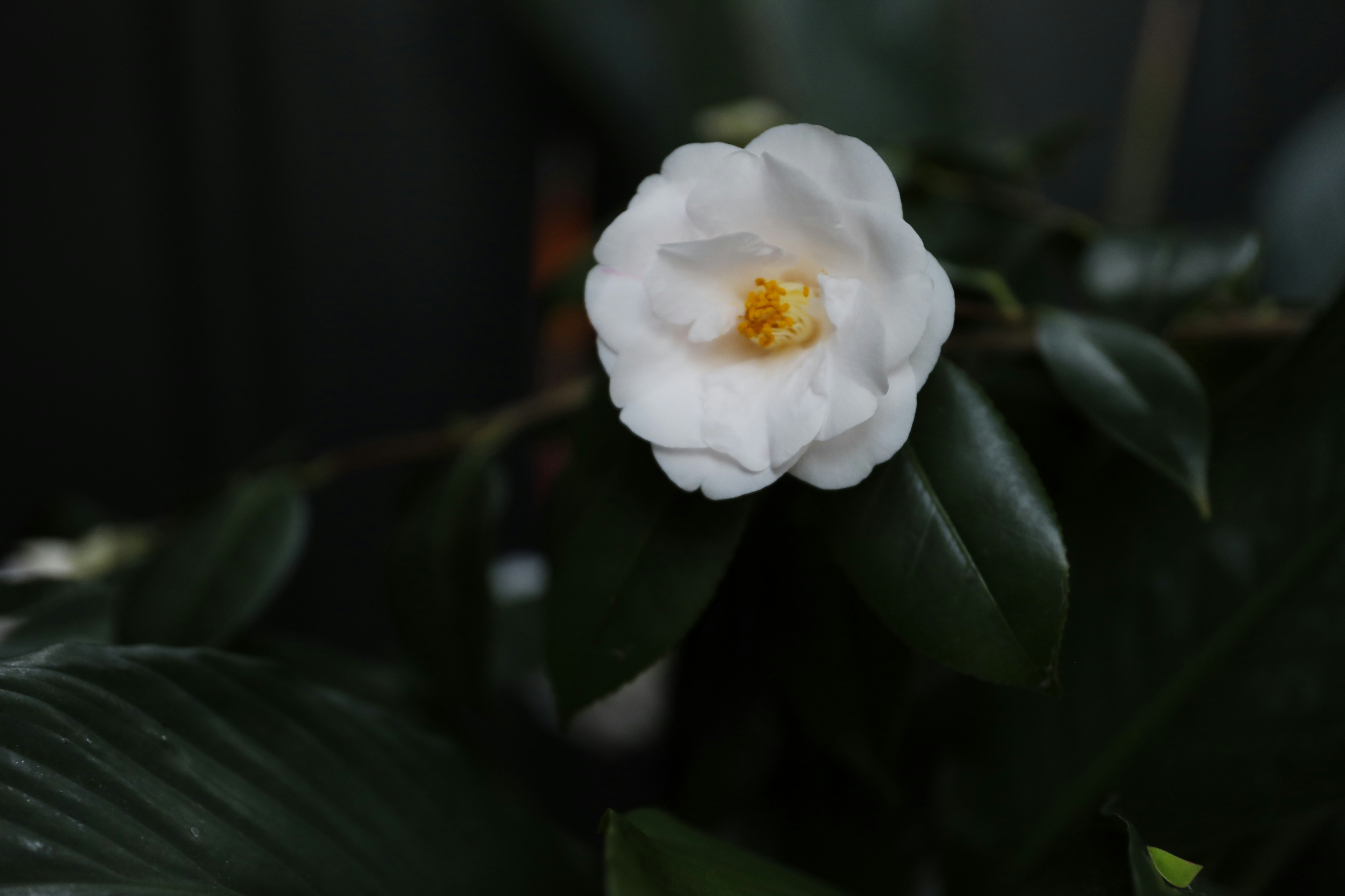 Whispering White Camellia in Velvet Shadows