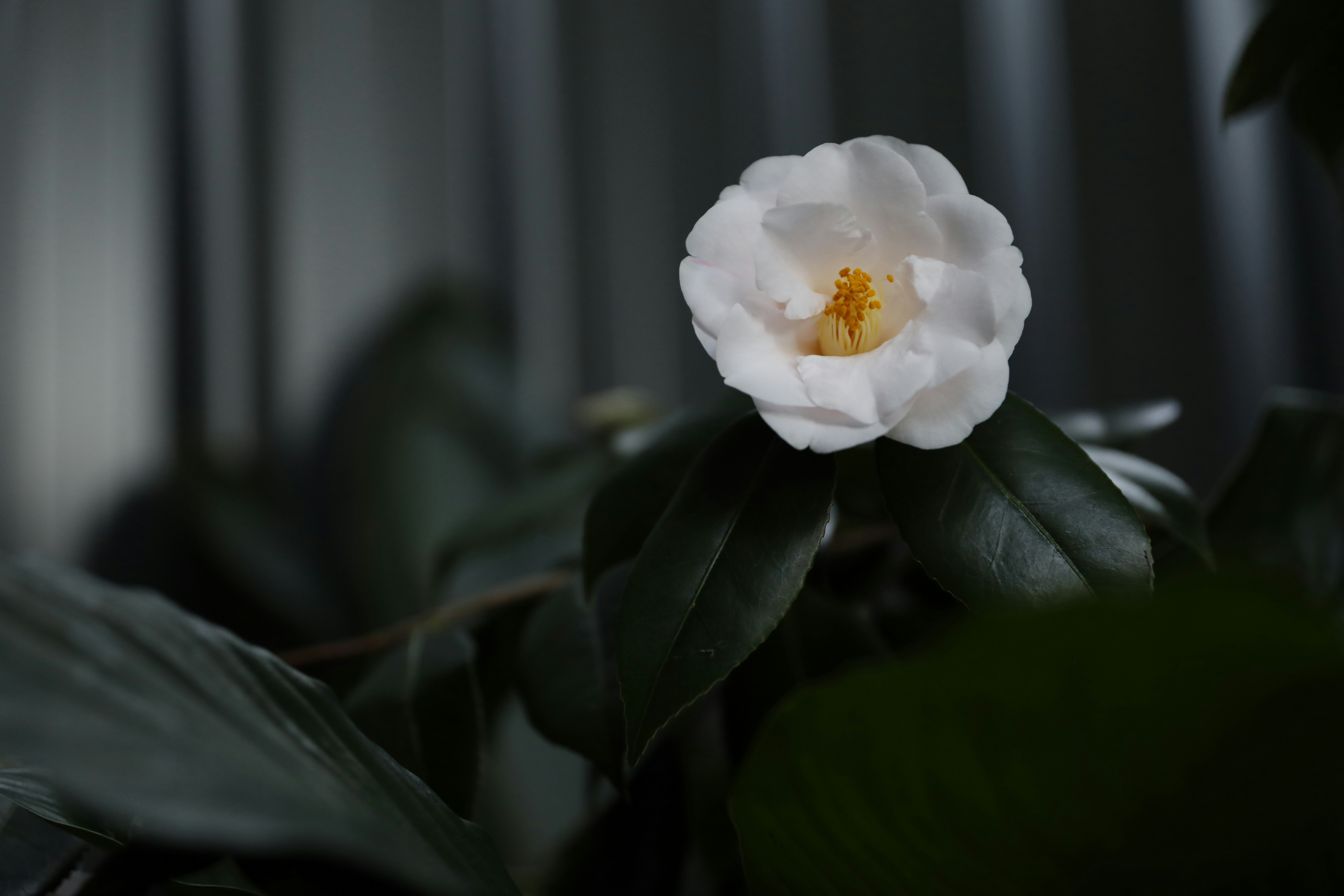 White Camellia in a Shadowed Green Canopy