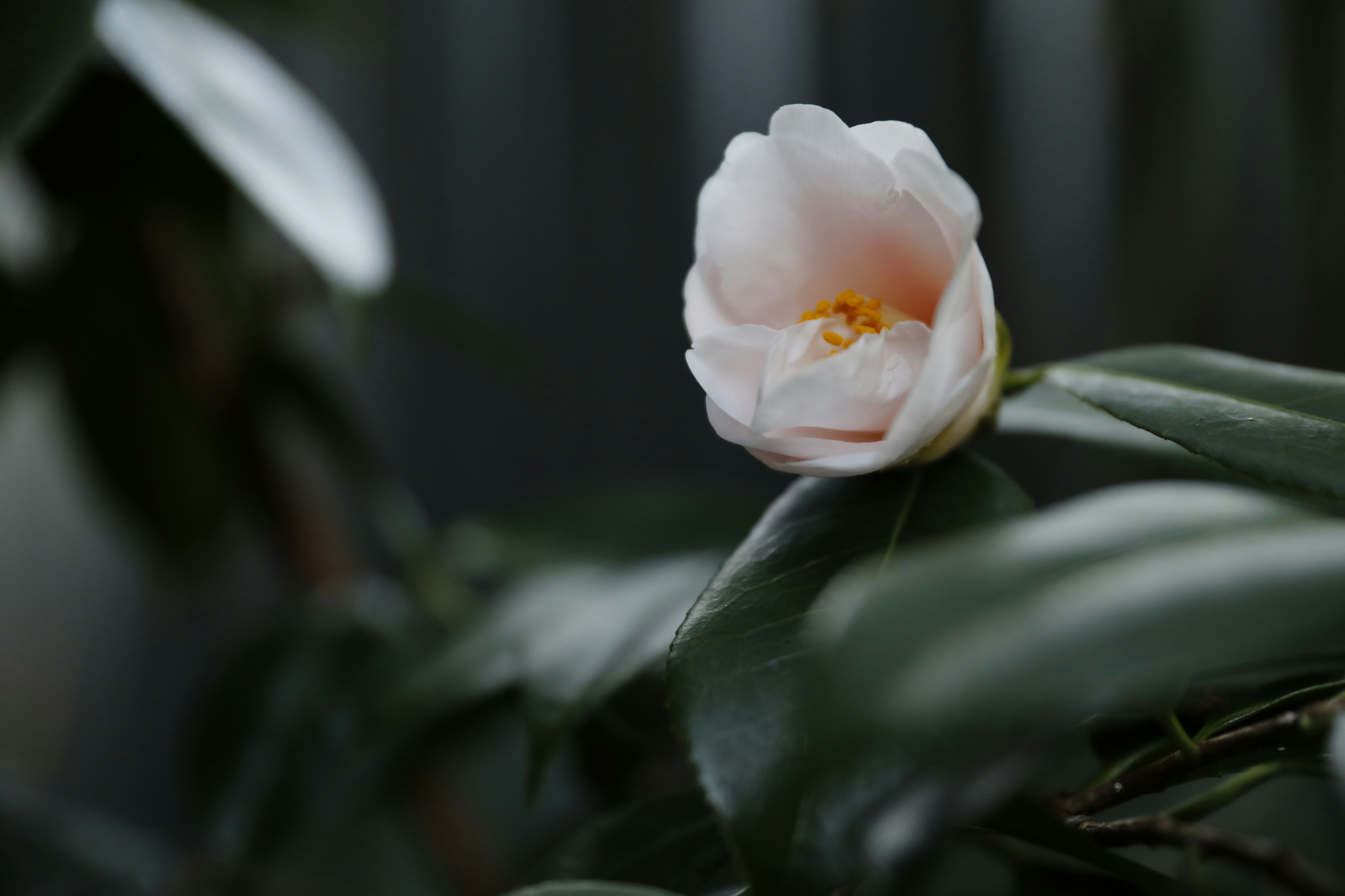 Soft Pink Camellia in Focus: A Quiet Bloom Against Dusk Leaves