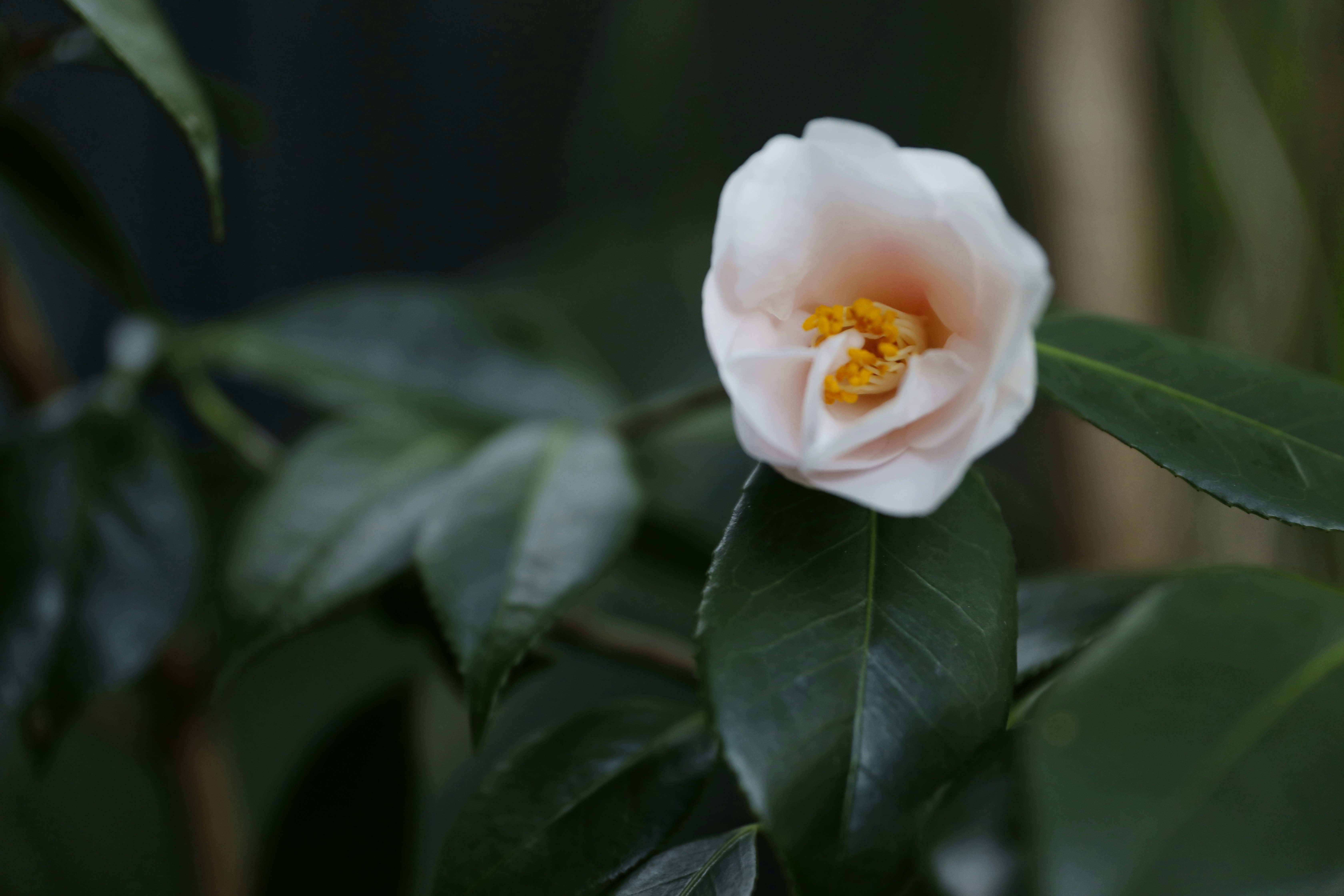 Petal Spotlight: A Soft Pink Camellia in Quiet Shade