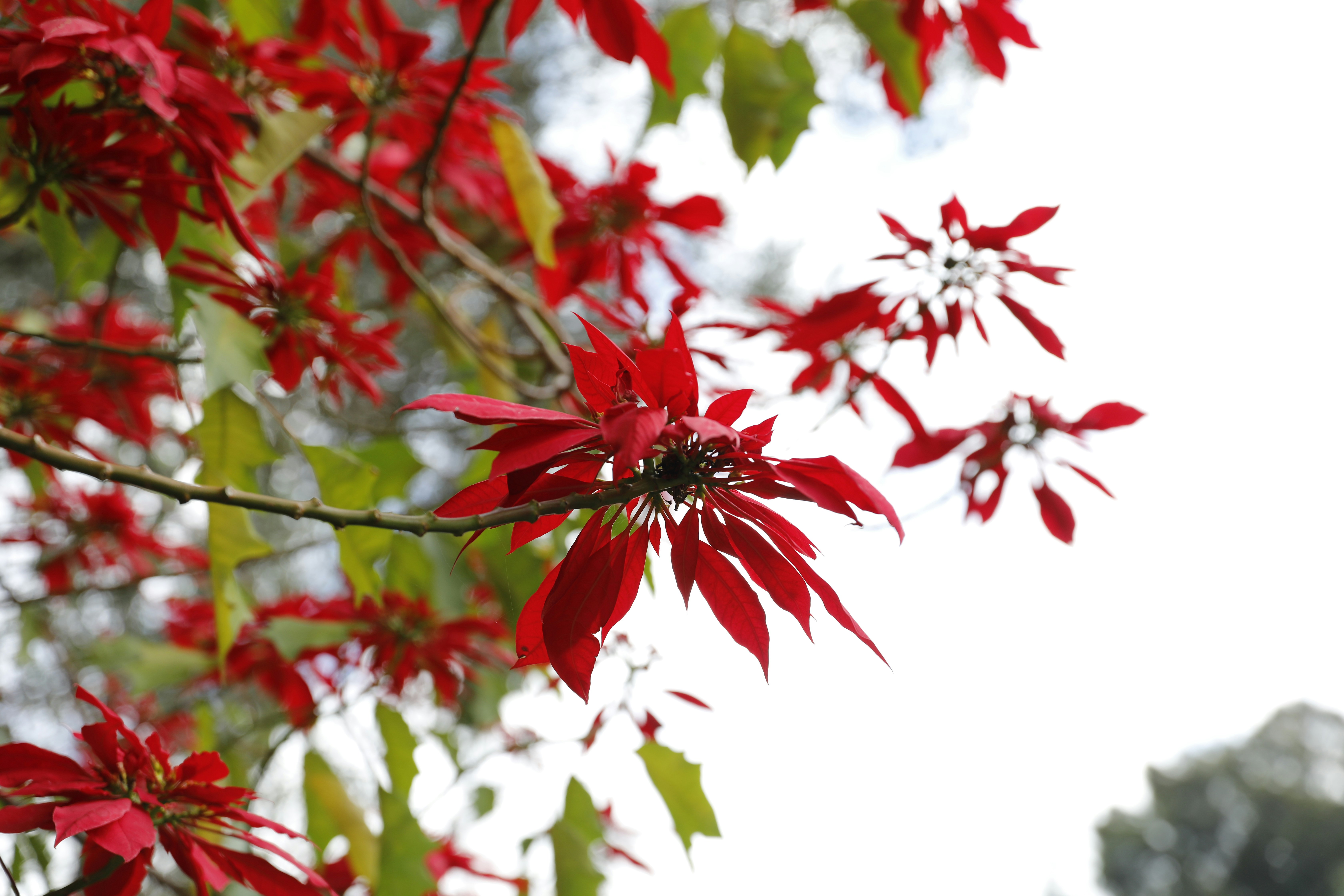 Un arbre aux feuilles rouges et aux feuilles vertes photo – Image ...