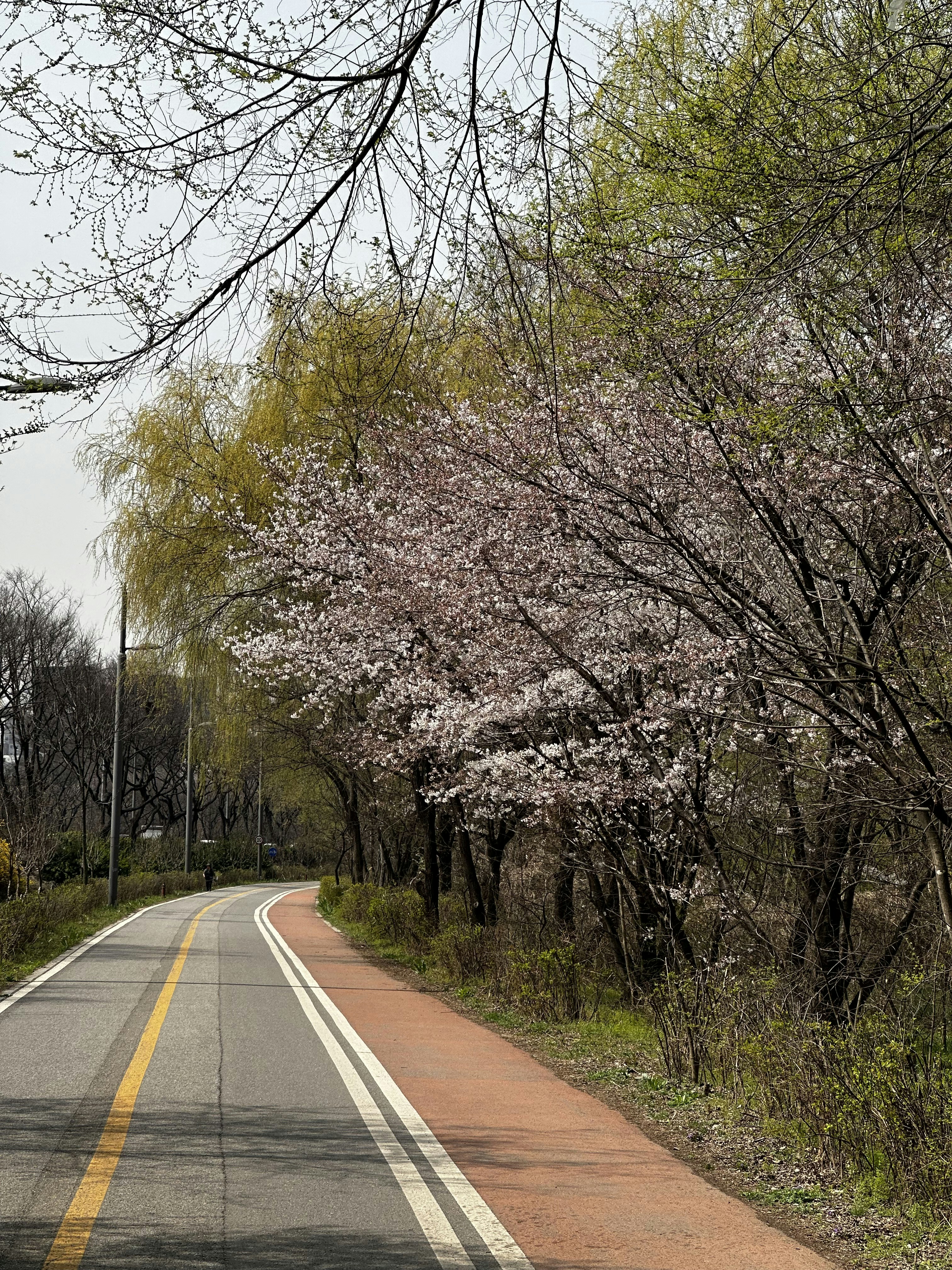 Cherry Blossom Lane: a quiet spring ride through a blossom-filled path