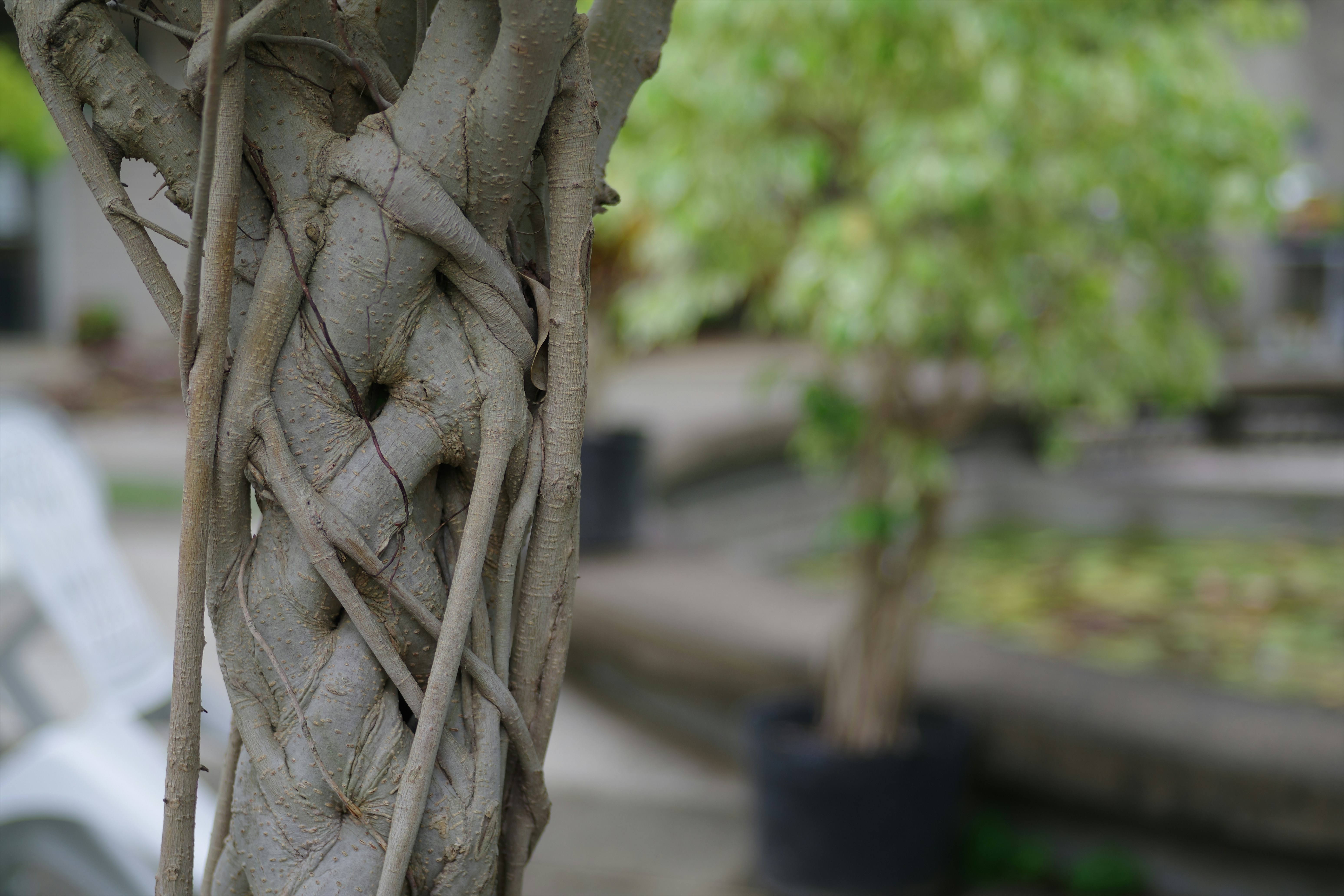 Braided Trunk in a Quiet Garden: Vines Weave a Natural Sculpture