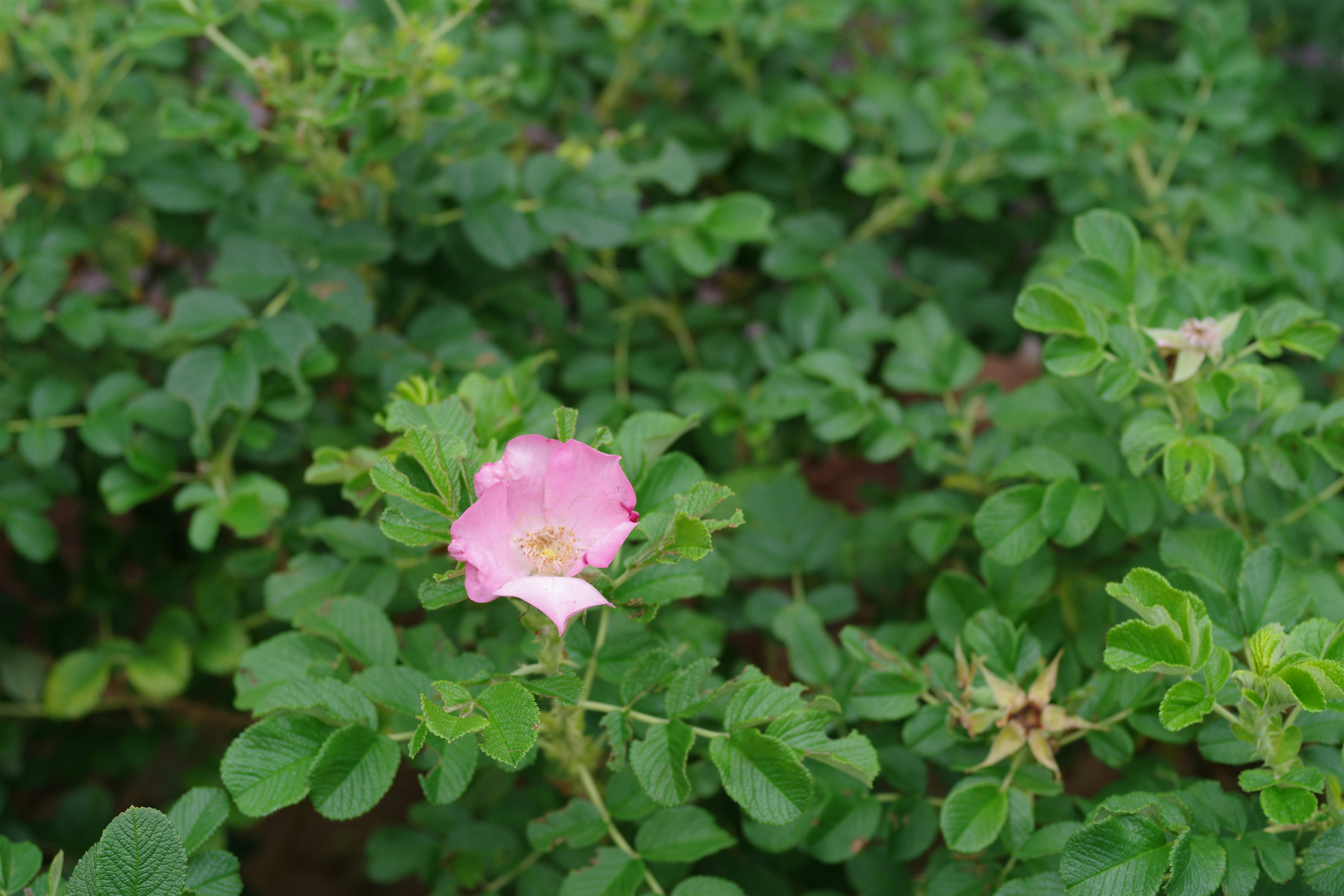 A single pink bloom anchors a sea of emerald foliage