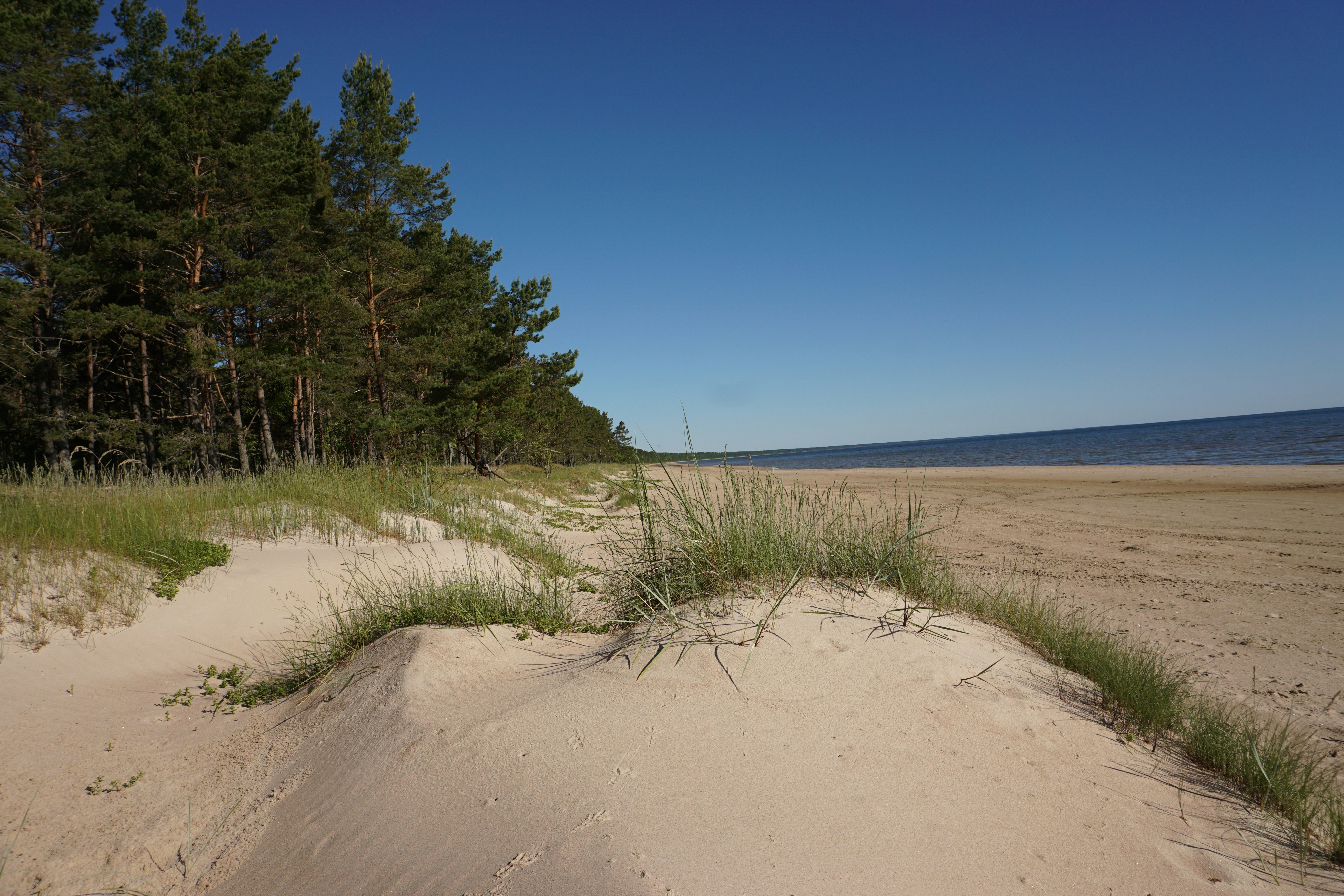 Dune Crest at the Edge of Quiet Waters
