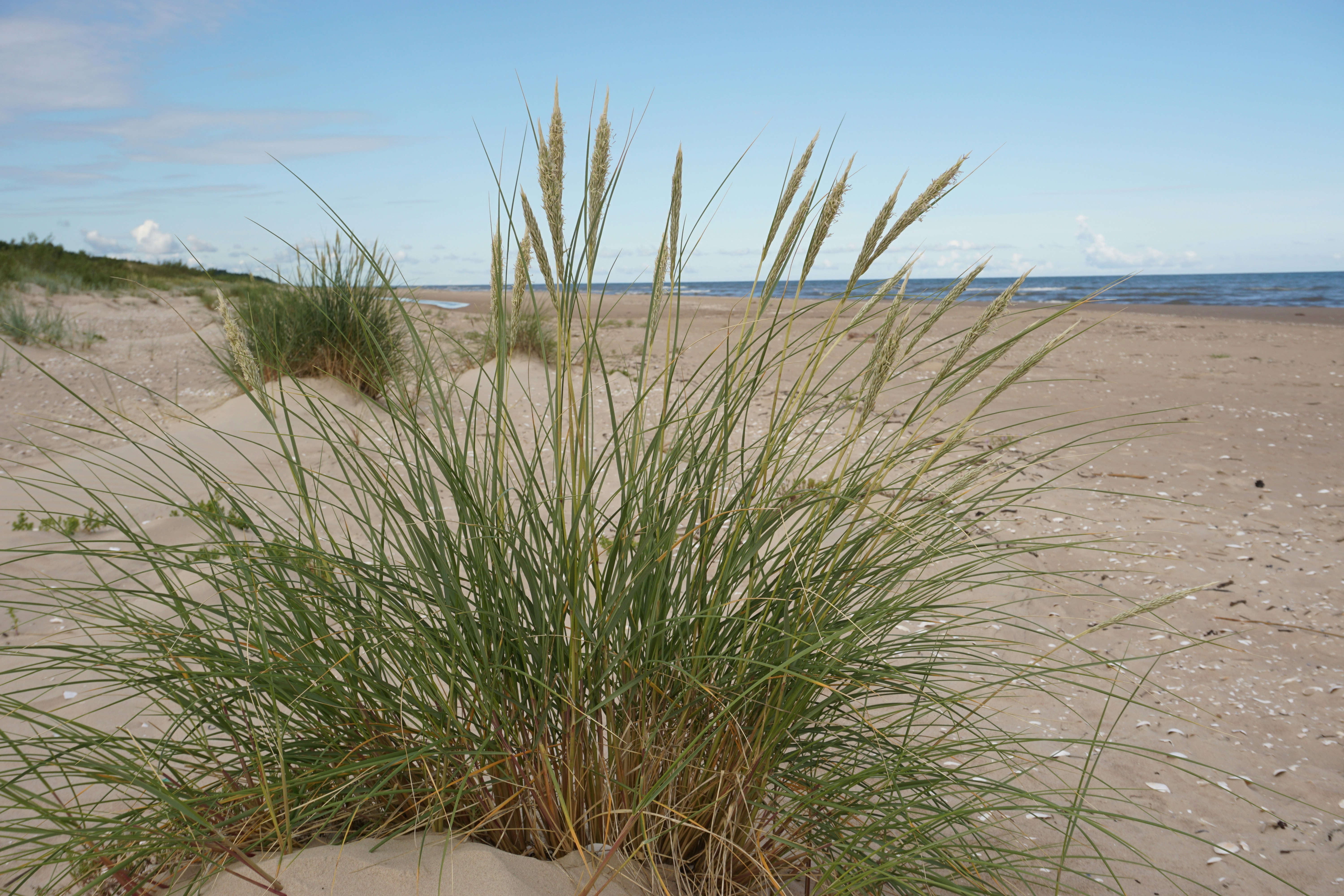 Tuft at the Margin: Beach Grass Framing a Quiet Seascape