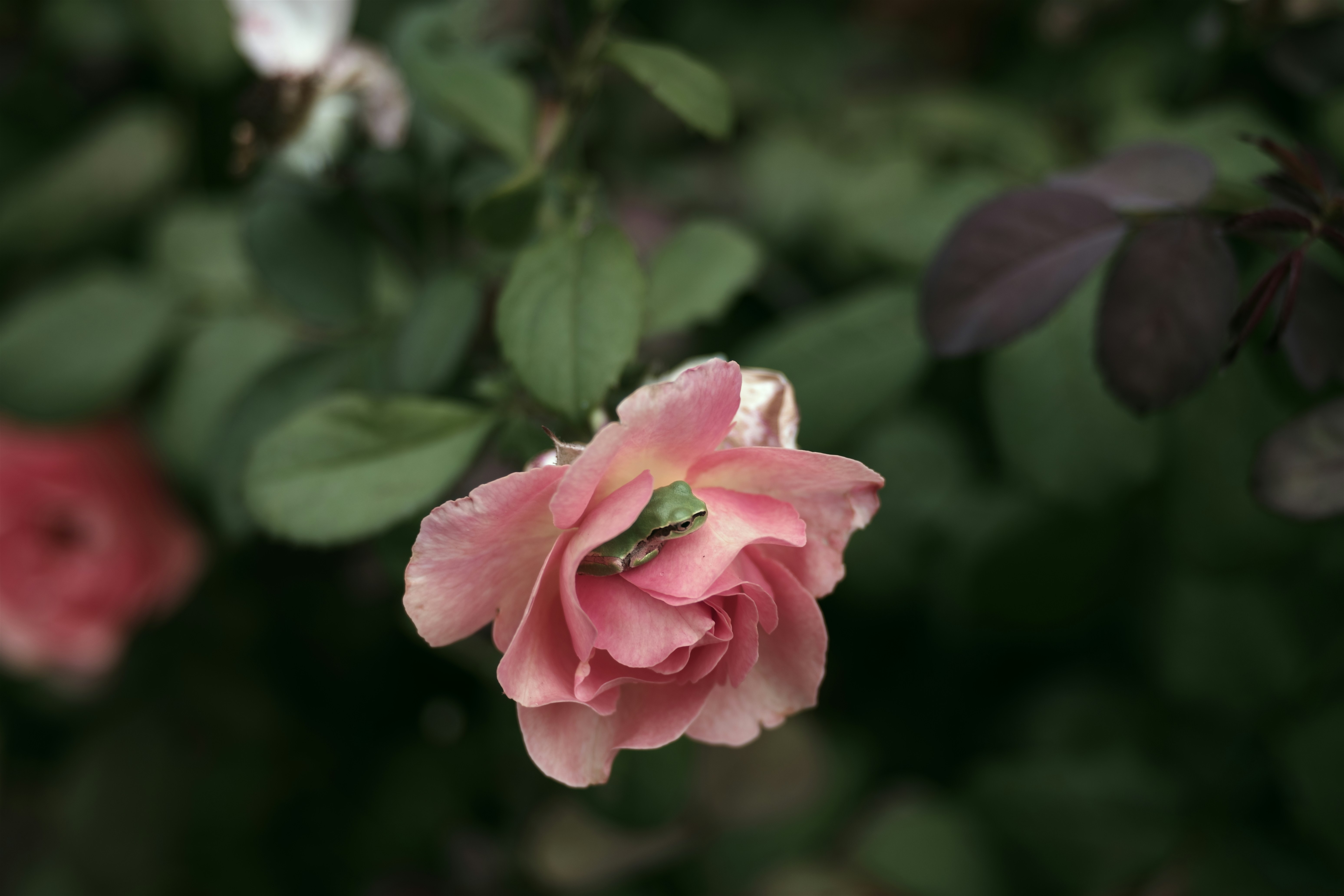 Velvet Focus: A Pink Rose in Quiet Macro