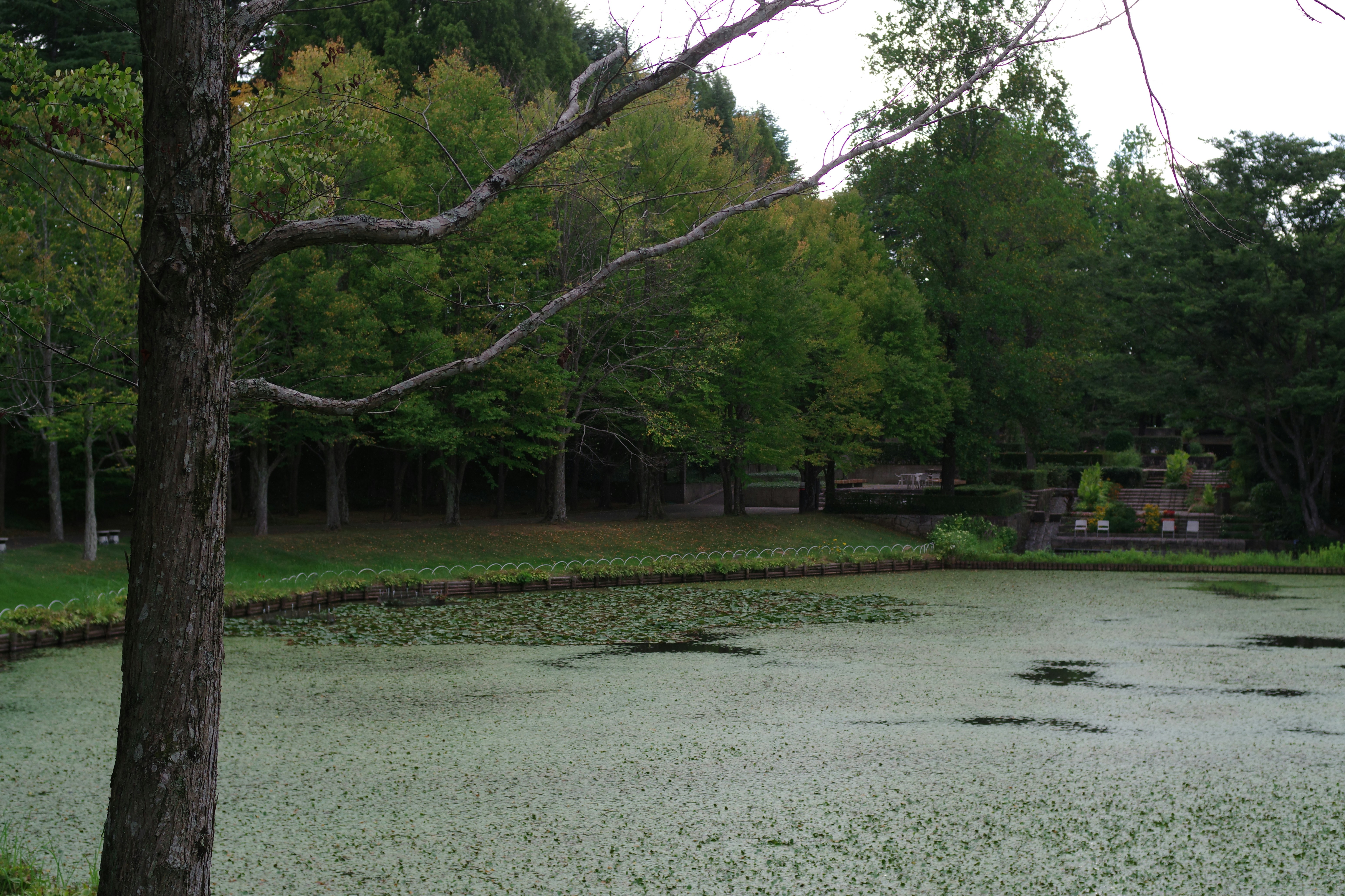 Framed Silence: A Park Pond Woven by a Foreground Tree