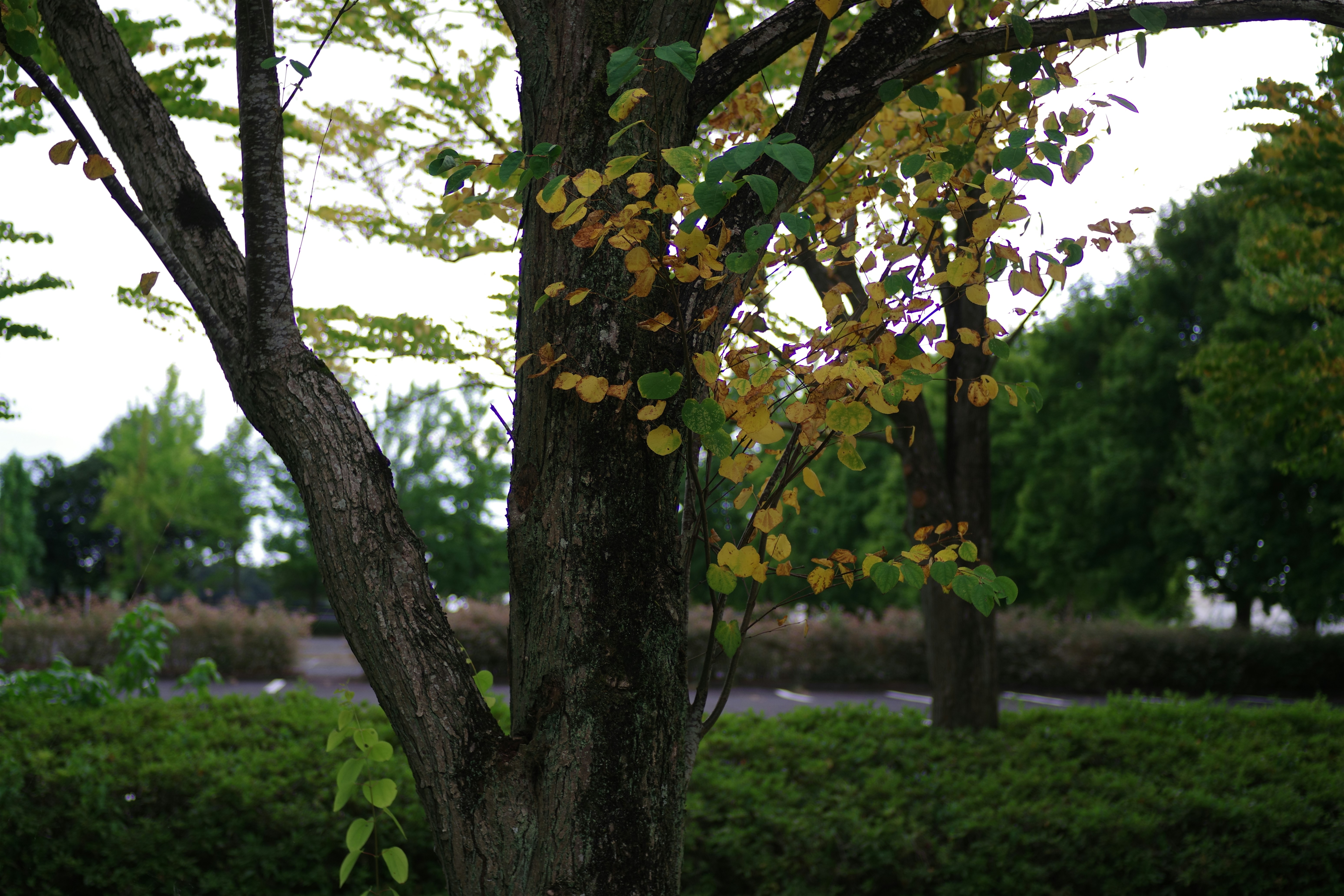 Sunlit Trunk Framed by Turning Leaves in a Quiet Park