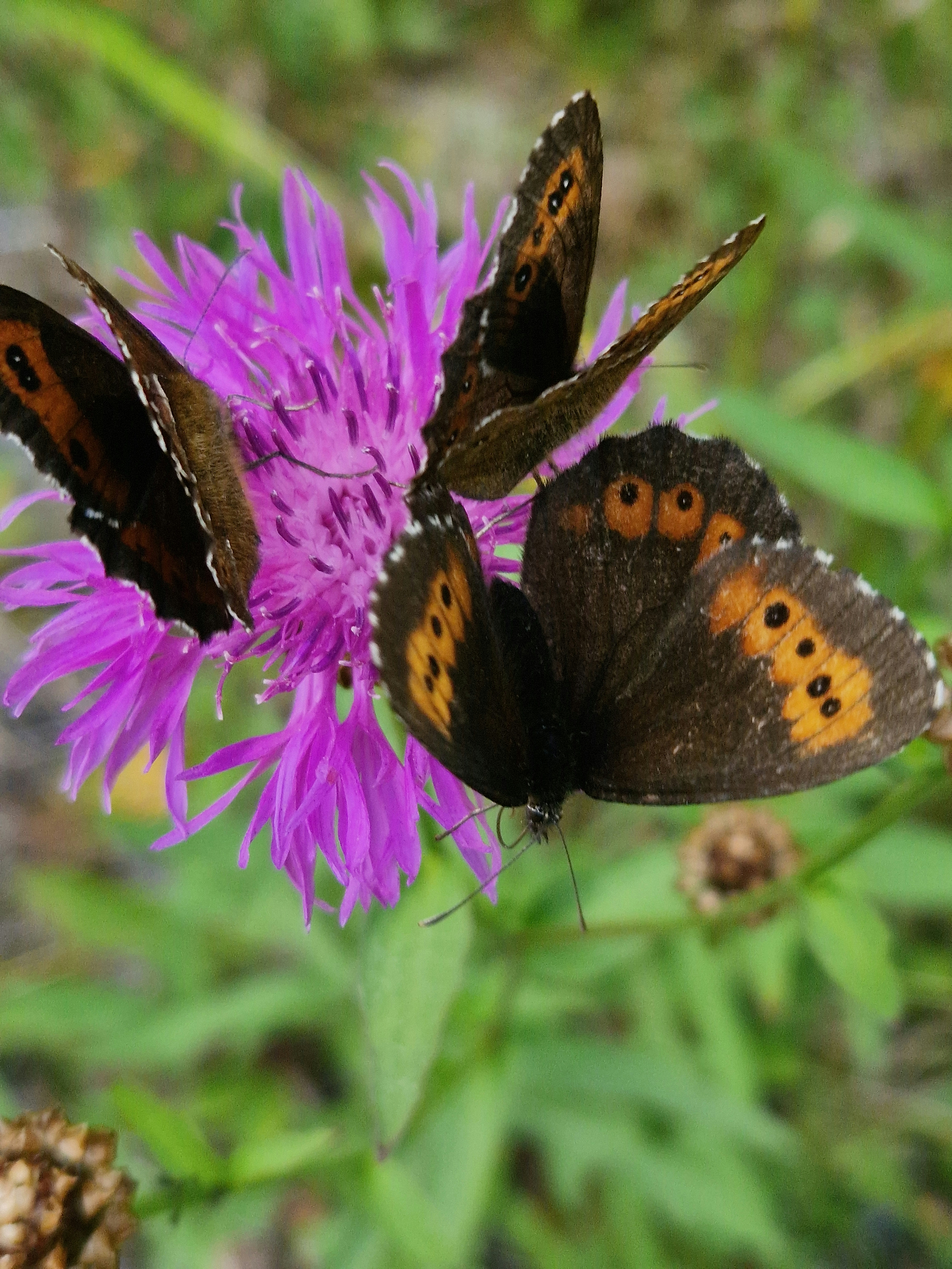 Orange-spotted Butterflies on a Violet Thistle in Afternoon Light