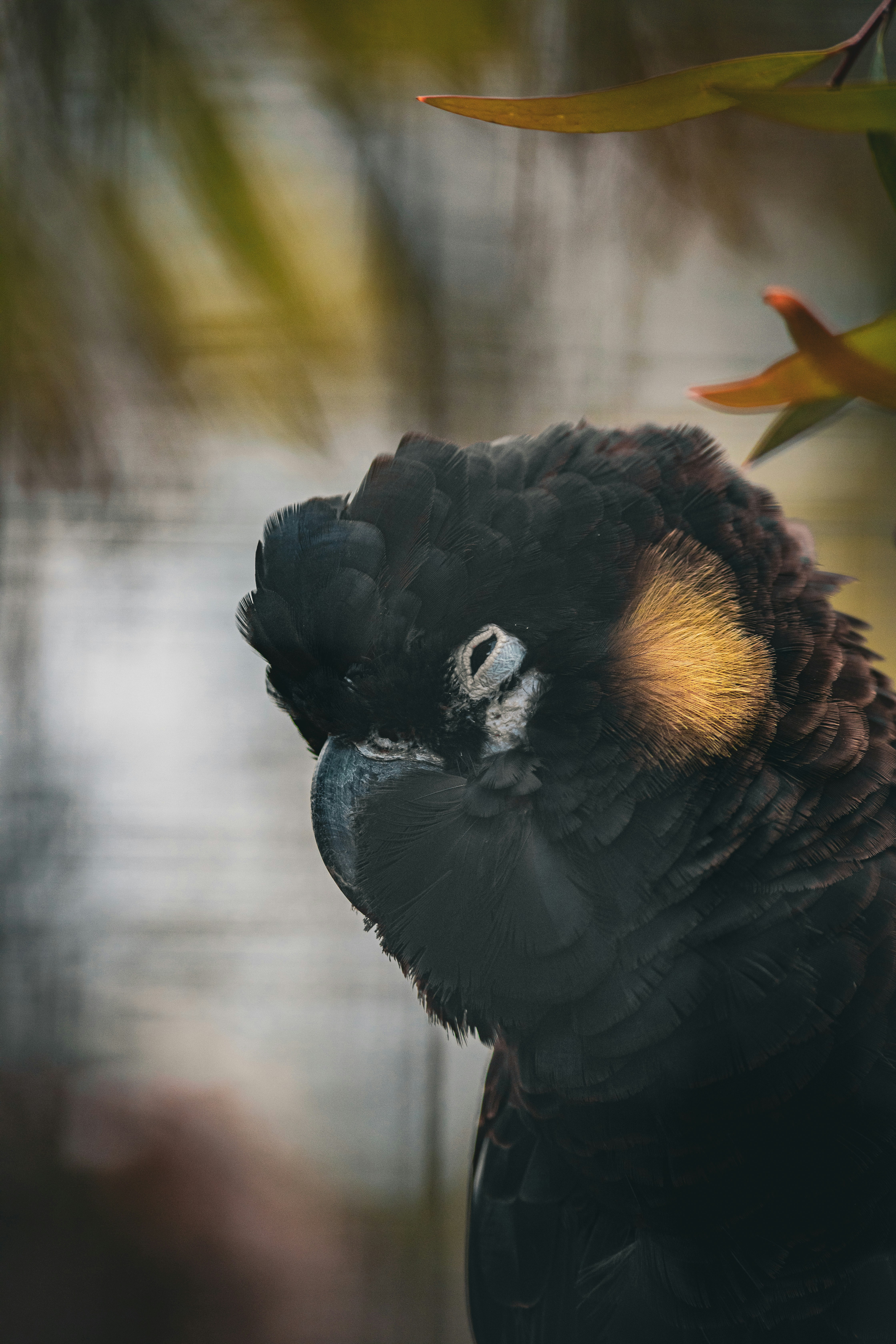 Golden Patch, Dark Plumage: Close-Up of a Black Cockatoo