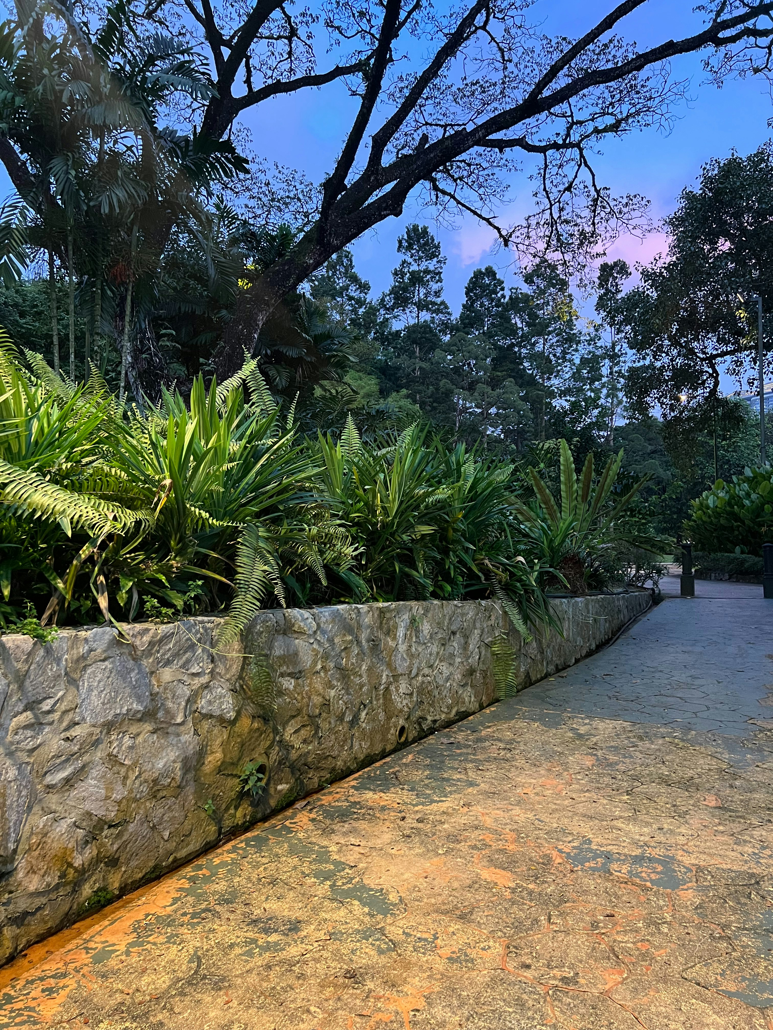 A long stone wall next to a lush green forest photo – Free Vegetation ...