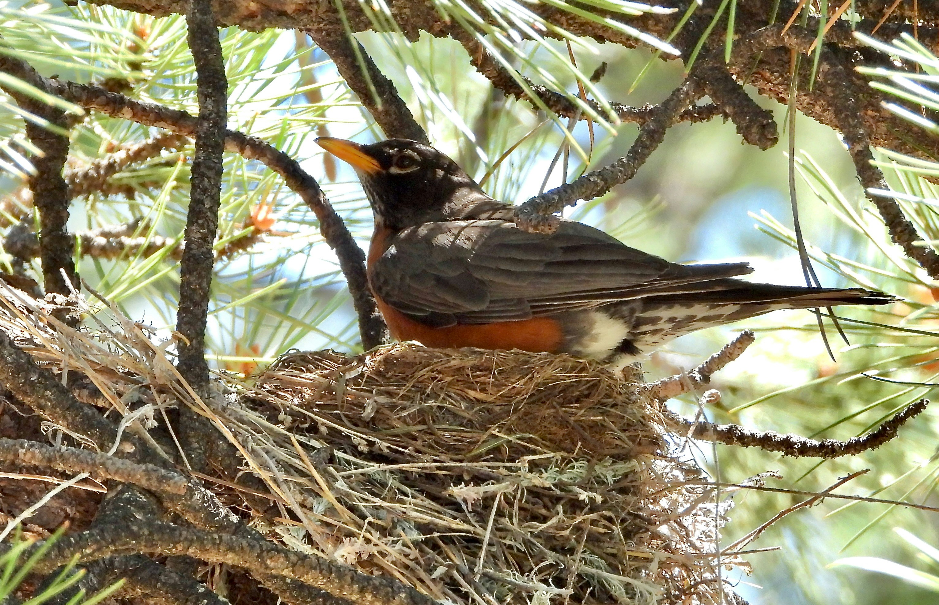 Nest Defense Strategies in Birds