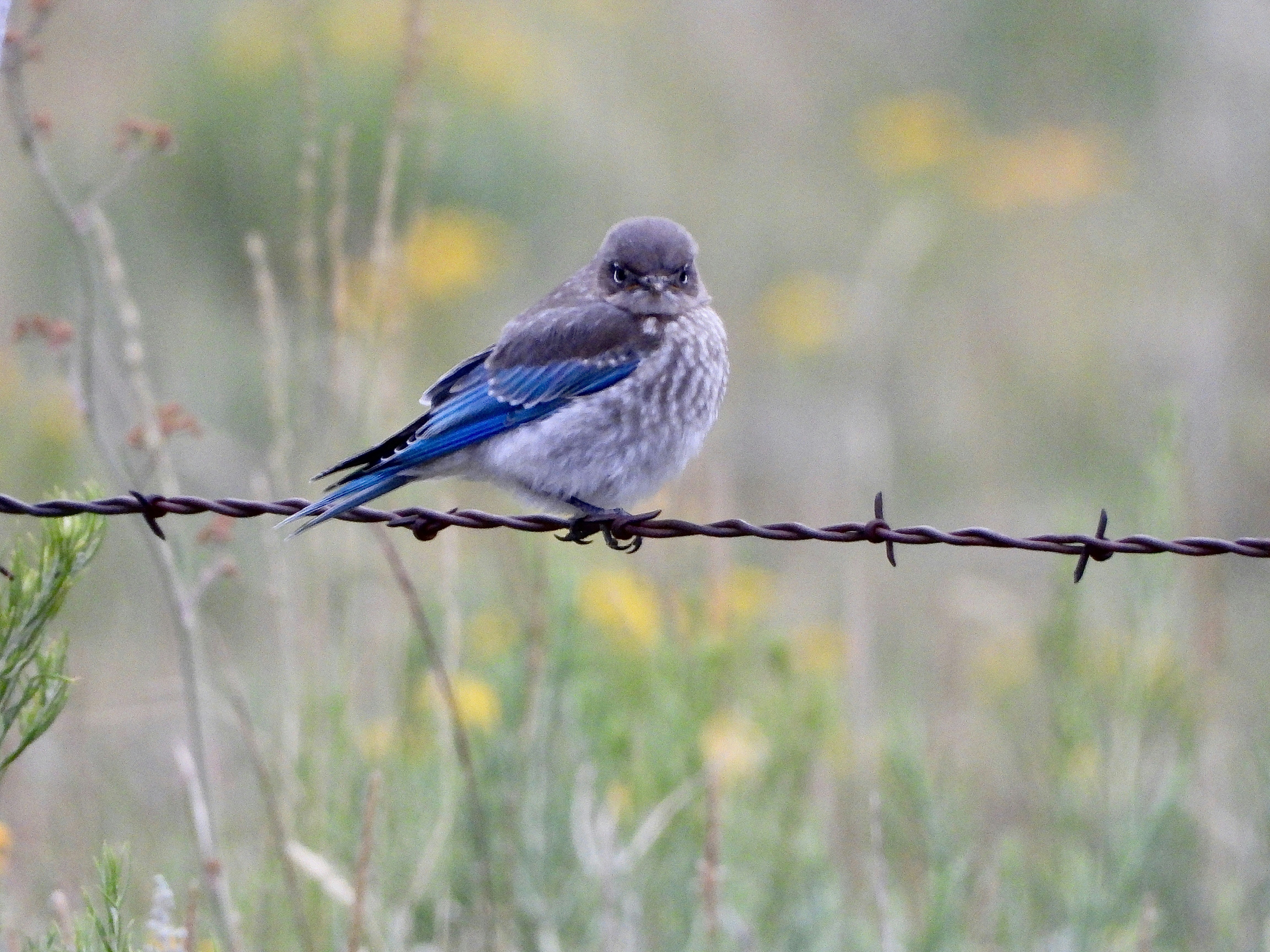 Blue-tinged Songbird on a Barbed Wire Line