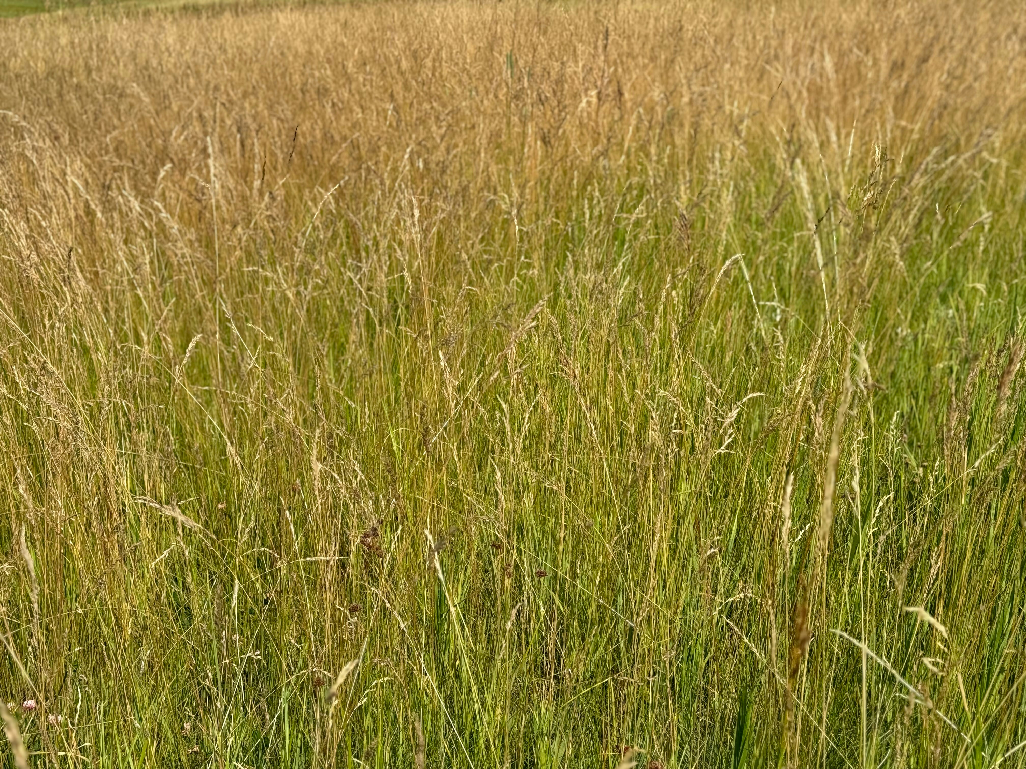 Whispering Stalks: Golden Grassfield at Dusk