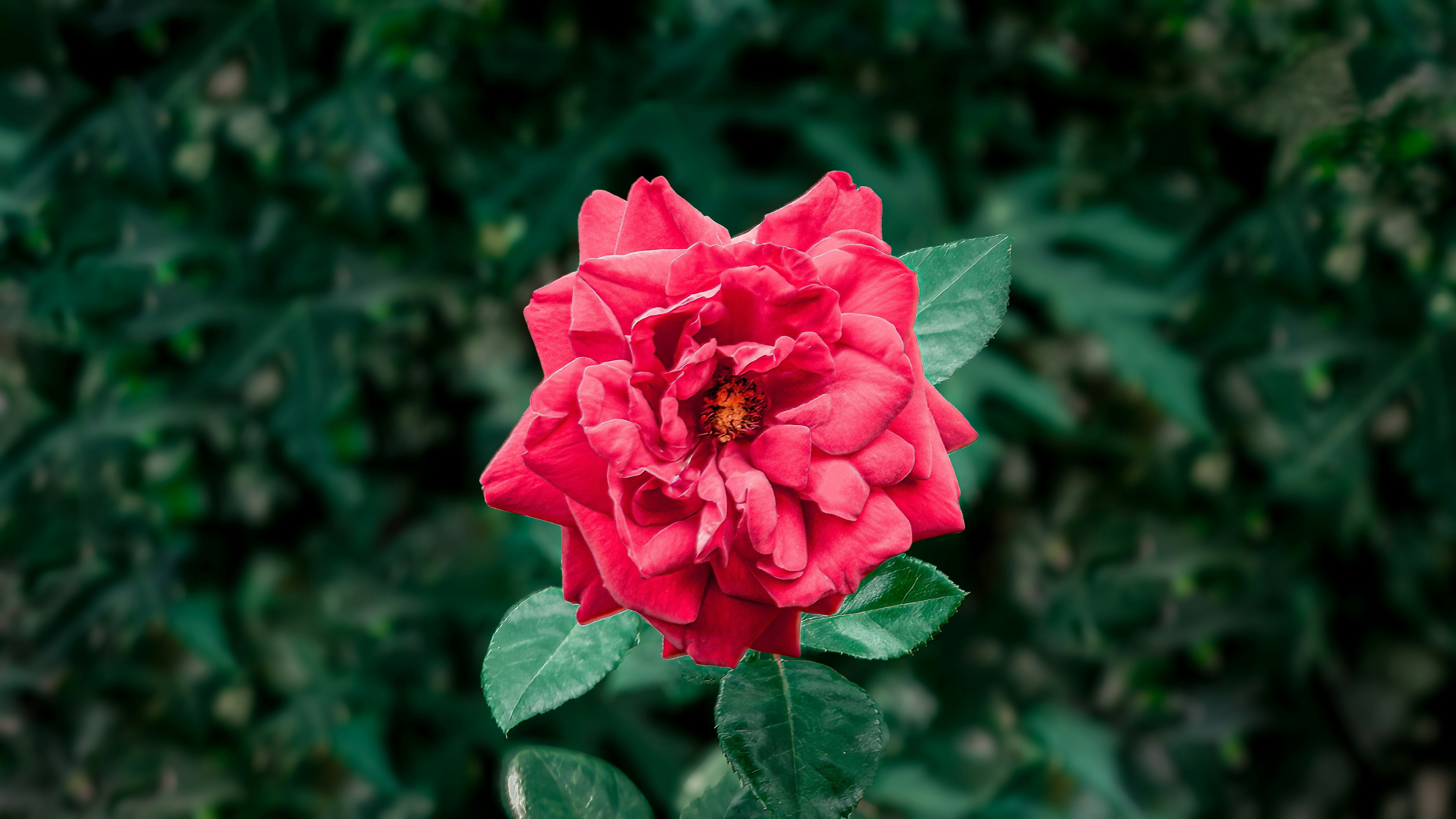Crimson Rose: Bold Bloom in a Verdant Blur