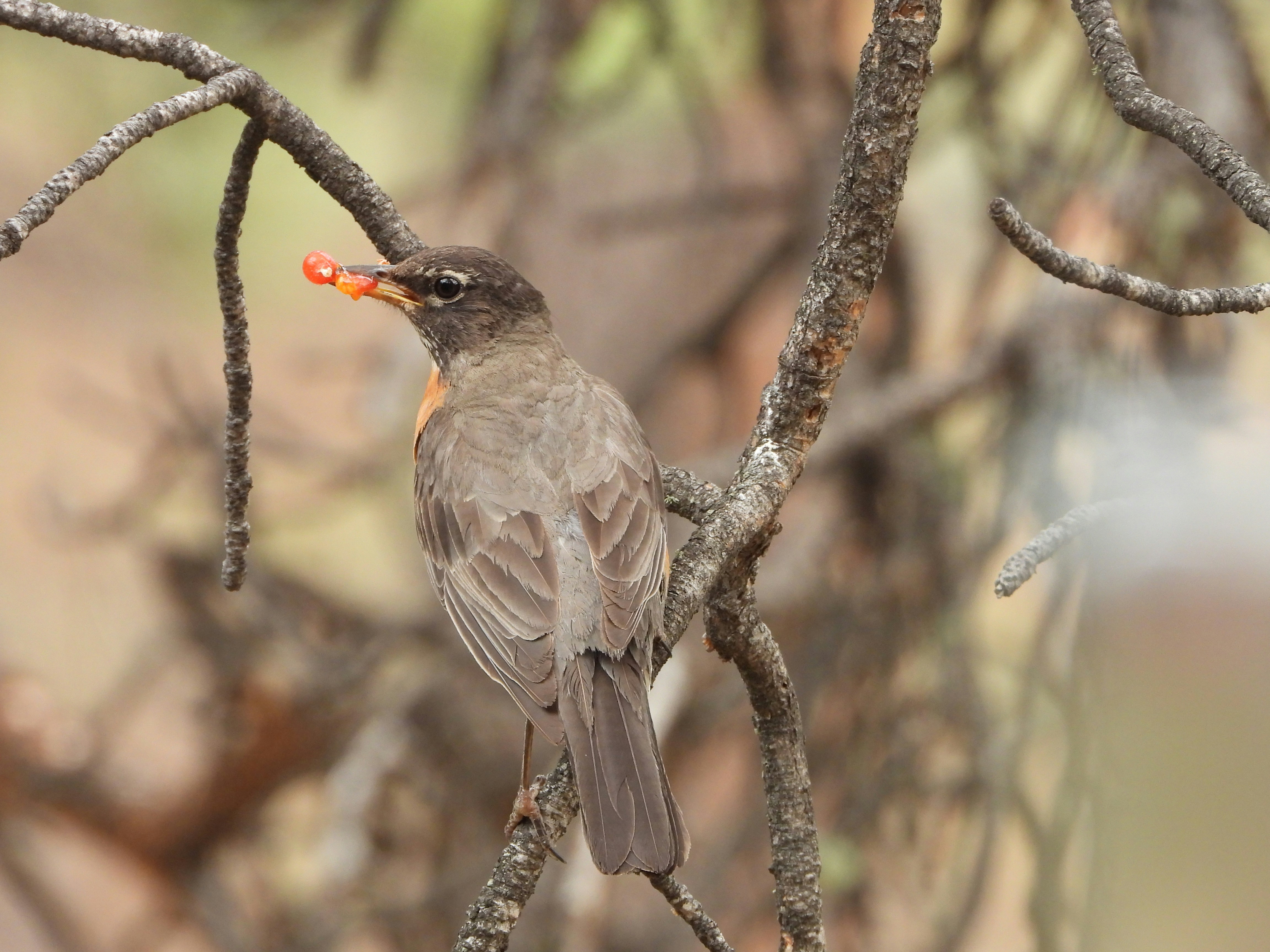 Berry-Bearing Warbler Amid Twisted Branches