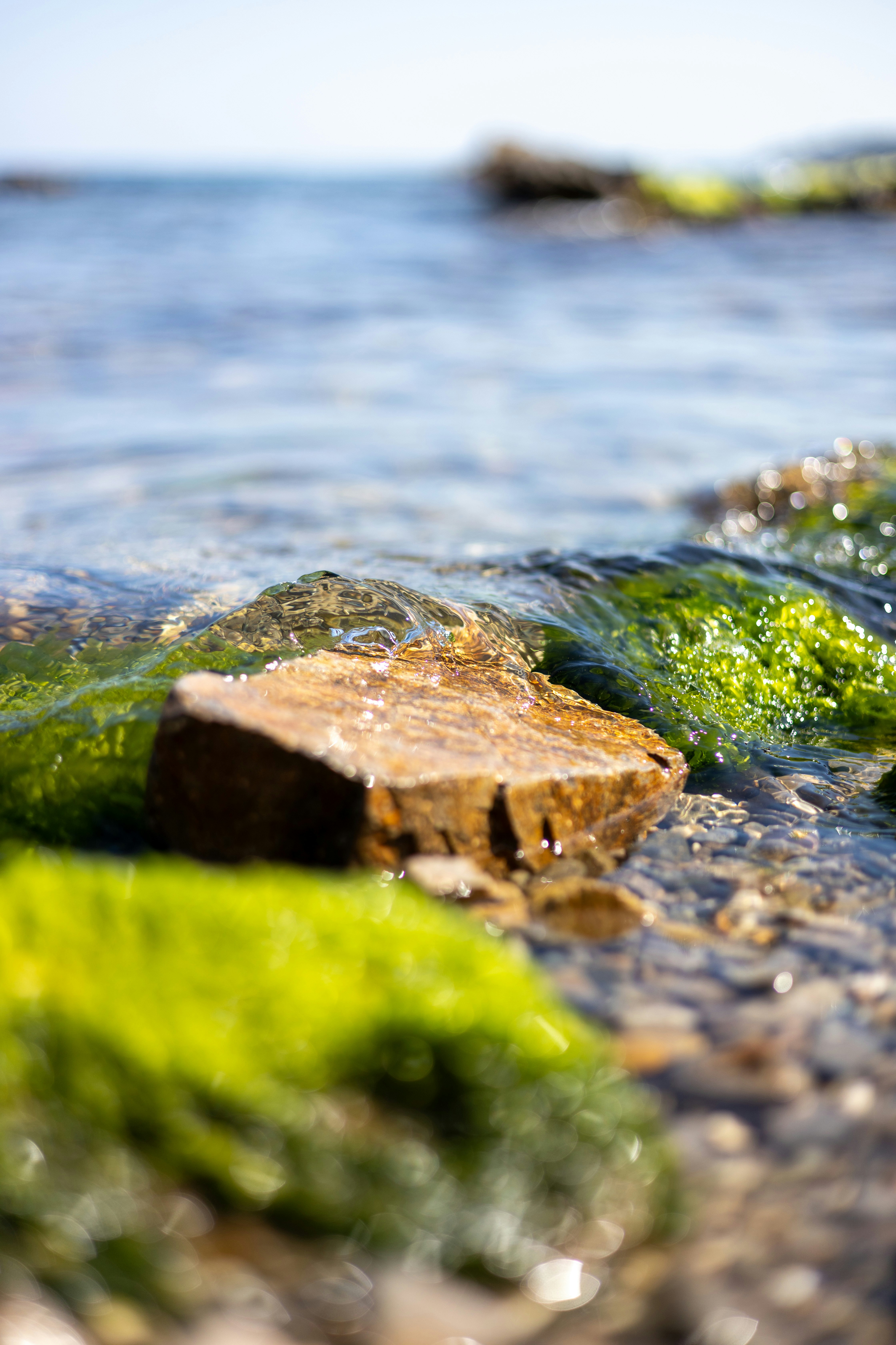 Pebble Crowned by Tide: Mossy Green and Sunlit Rock at the Seashore
