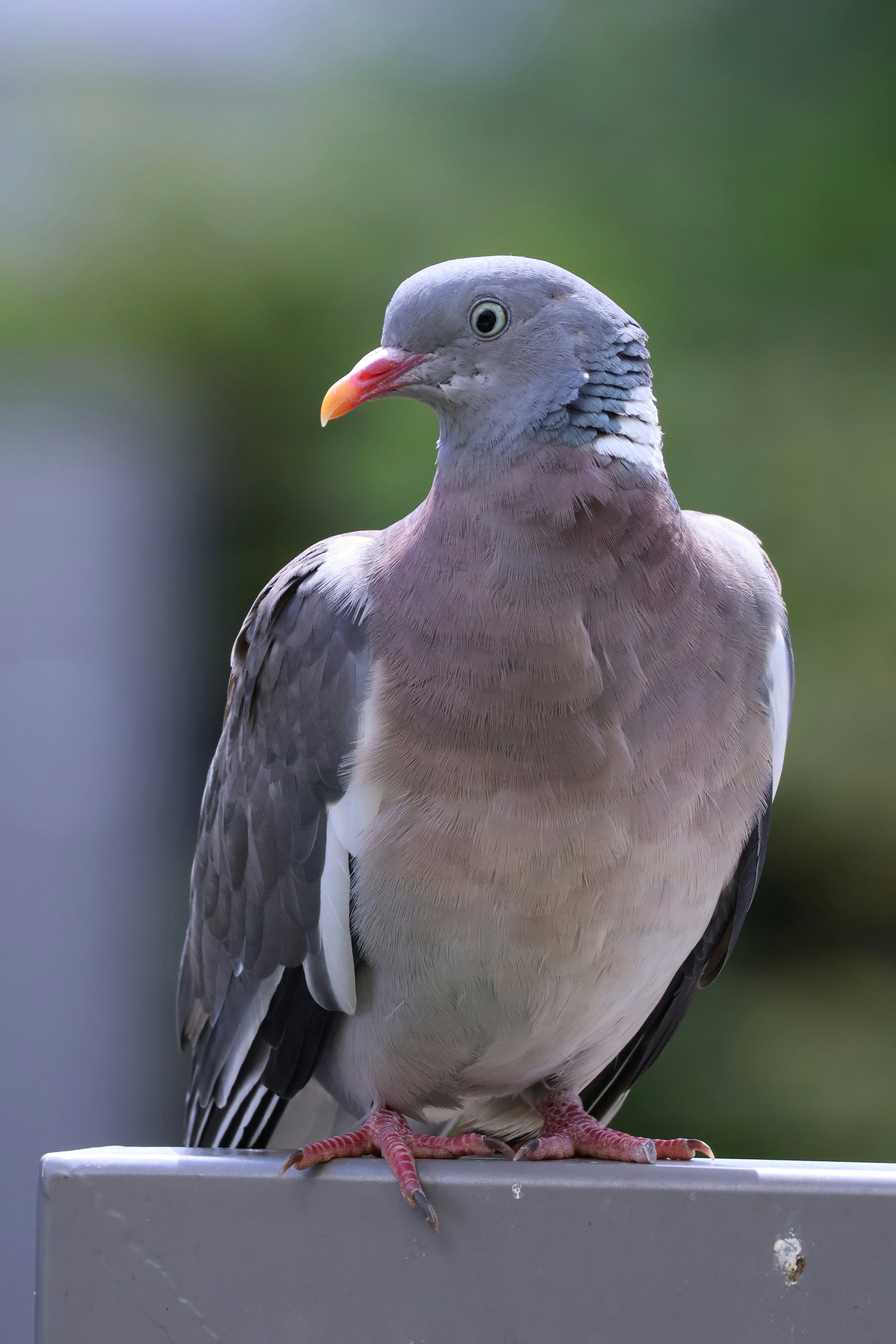 Una paloma sentada encima de un banco blanco foto – Imagen de Animal ...
