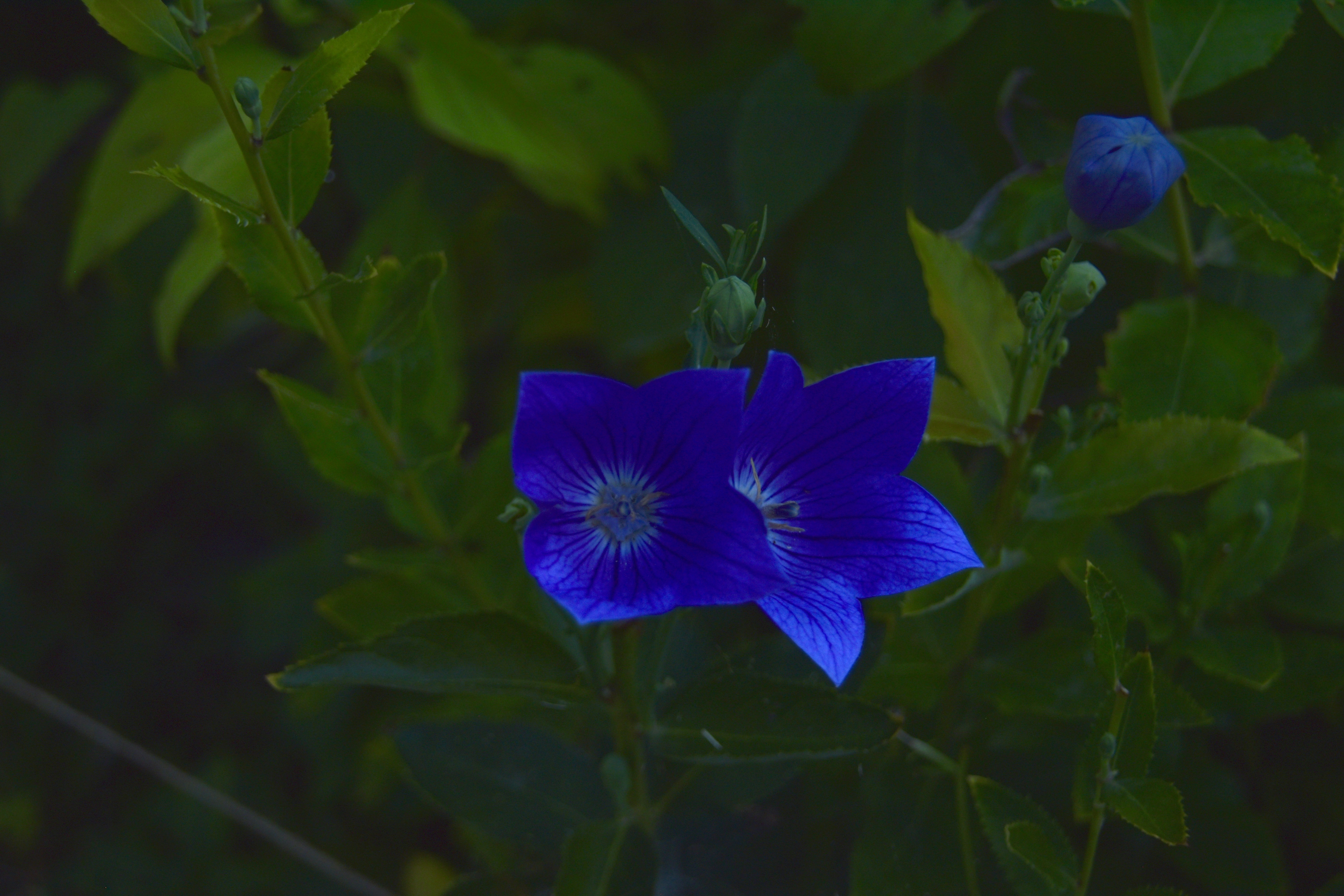 Twilight Bloom