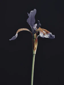 Midnight Iris: A Delicate Bloom Defying Darkness