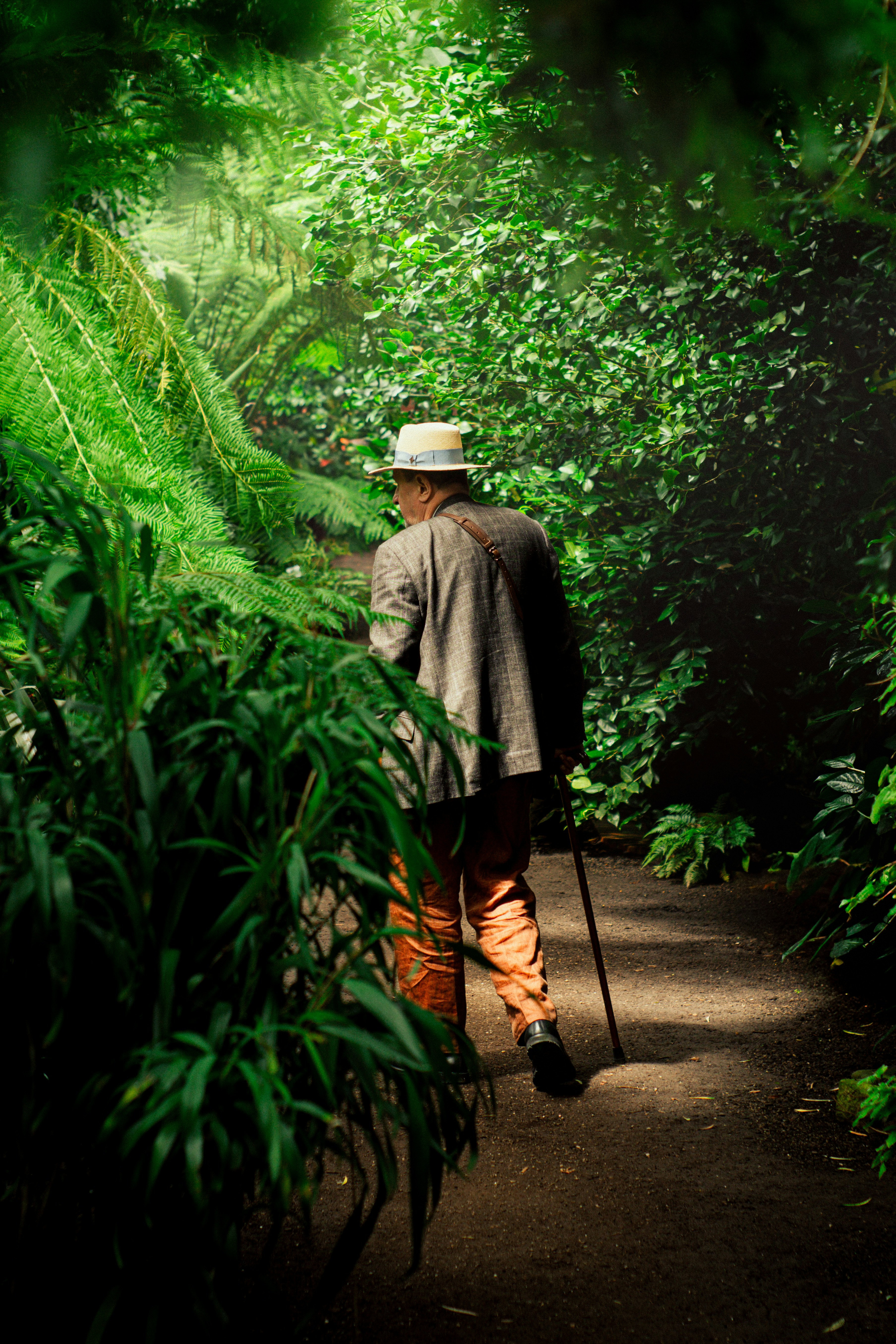 Emerald Passage: A Seasoned Wanderer Amid a Quiet Garden Trail