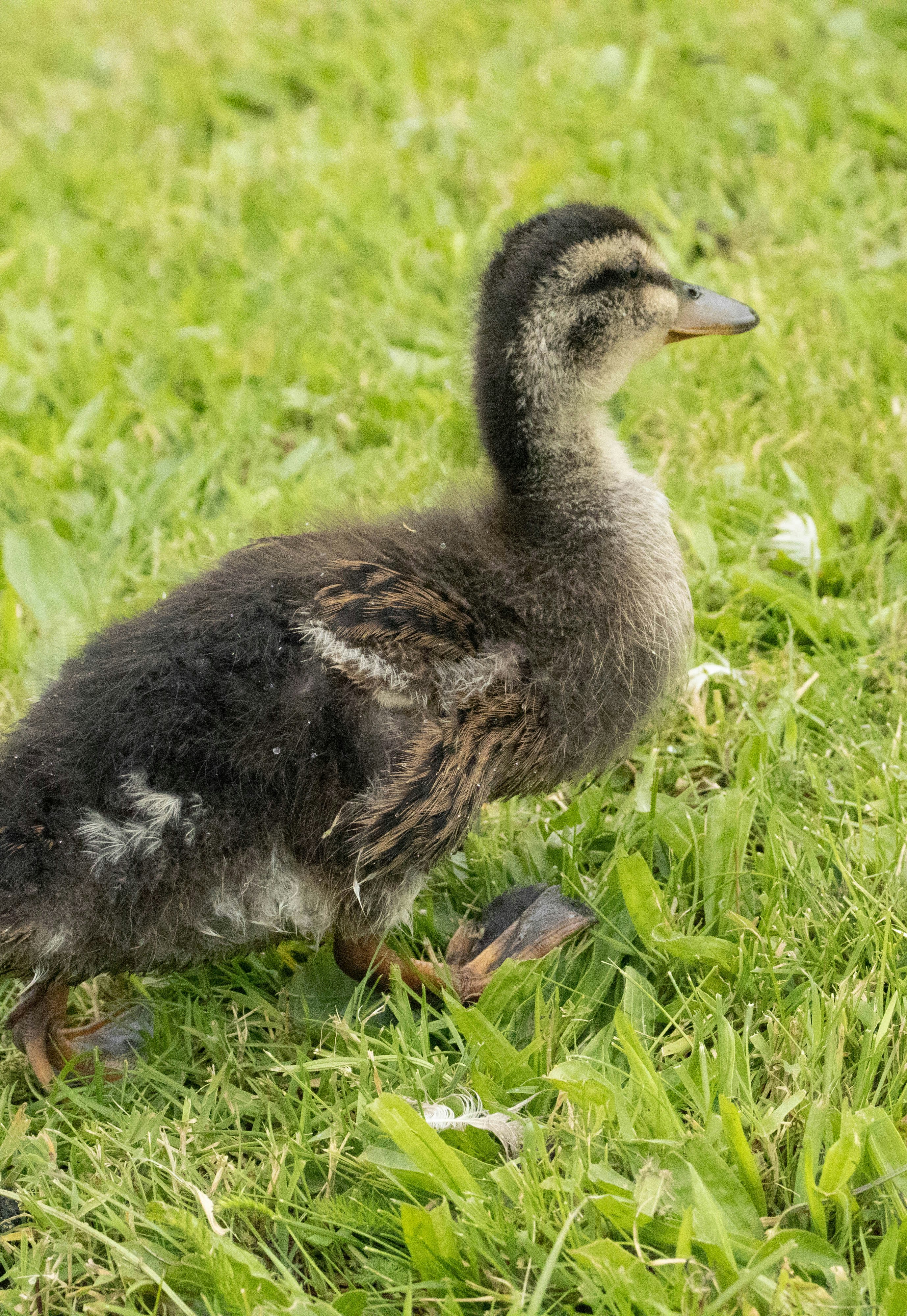 Duckling on Grass: First Moments in the Sun