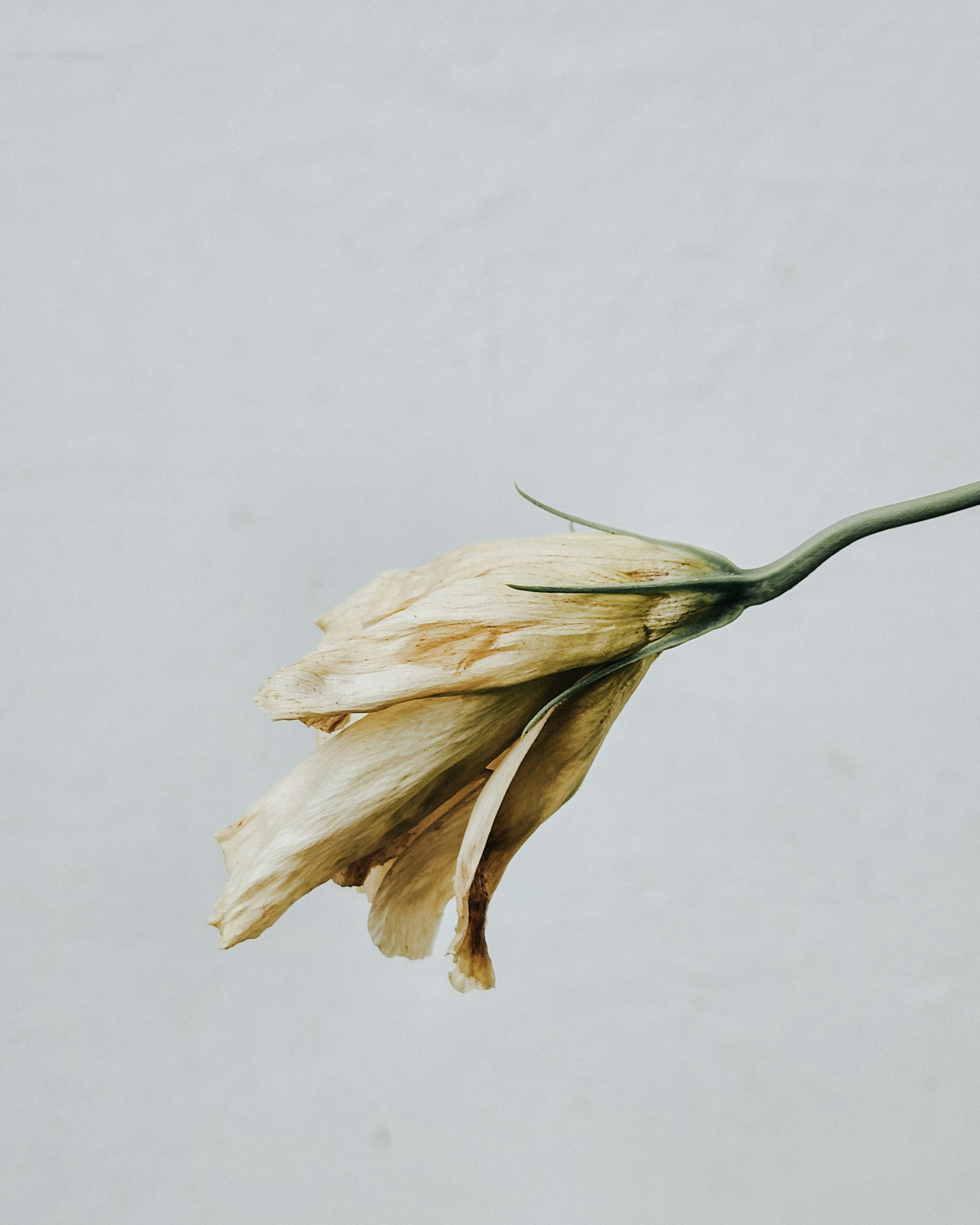 A dead flower is in the air against a white wall photo – Free Flower ...