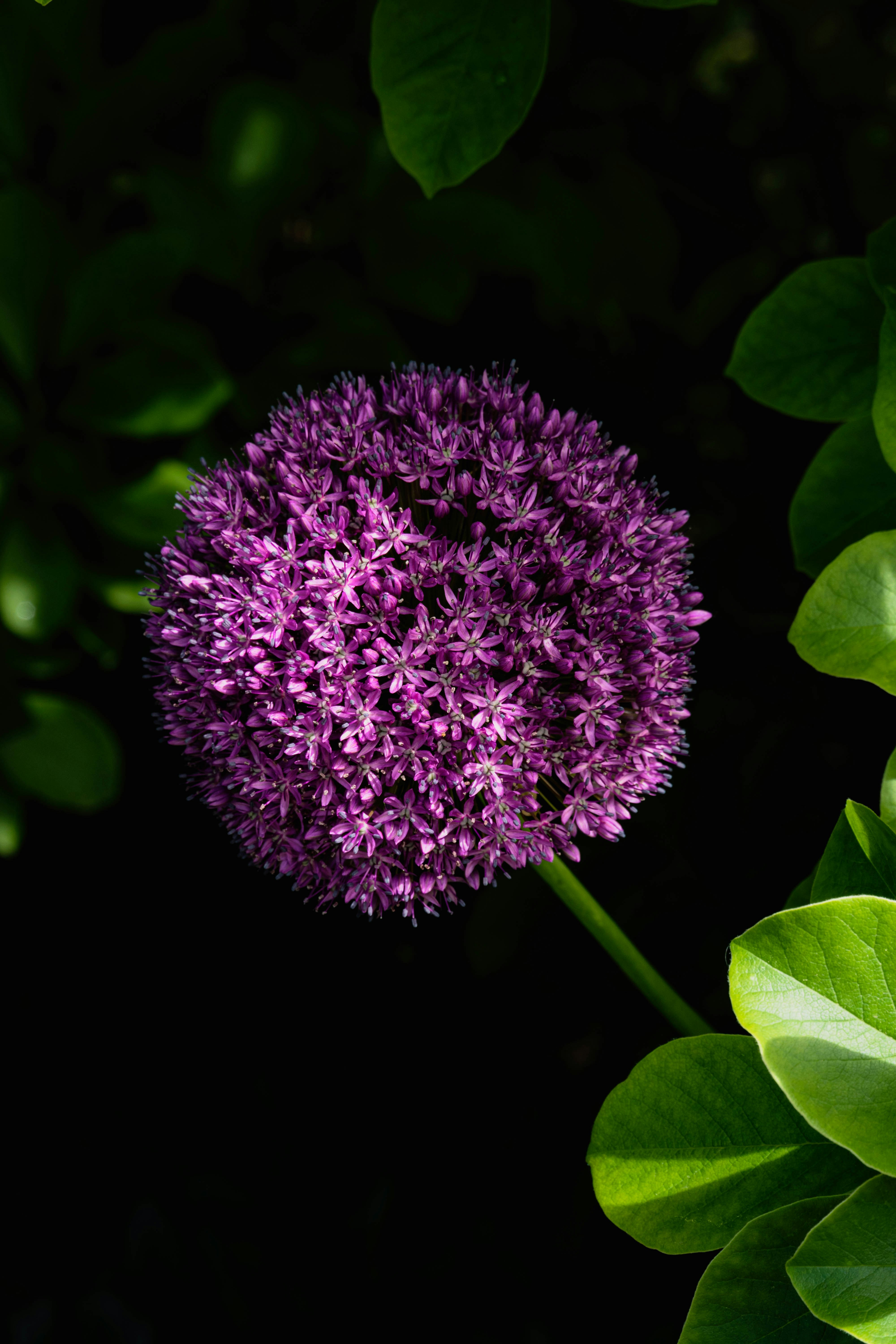 Photo by Amin with Sony Alpha 6400