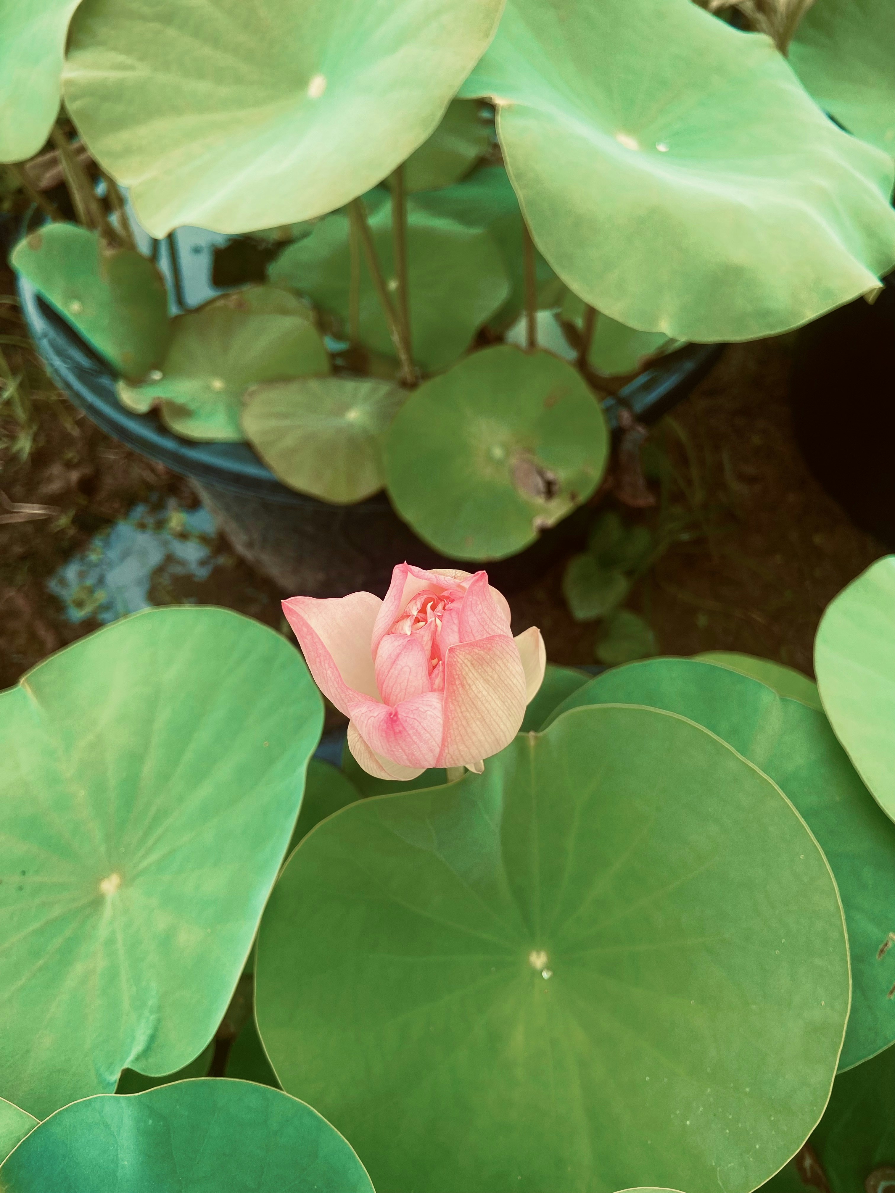 Soft Pink Lotus Bud Emerges Among Circular Green Pads