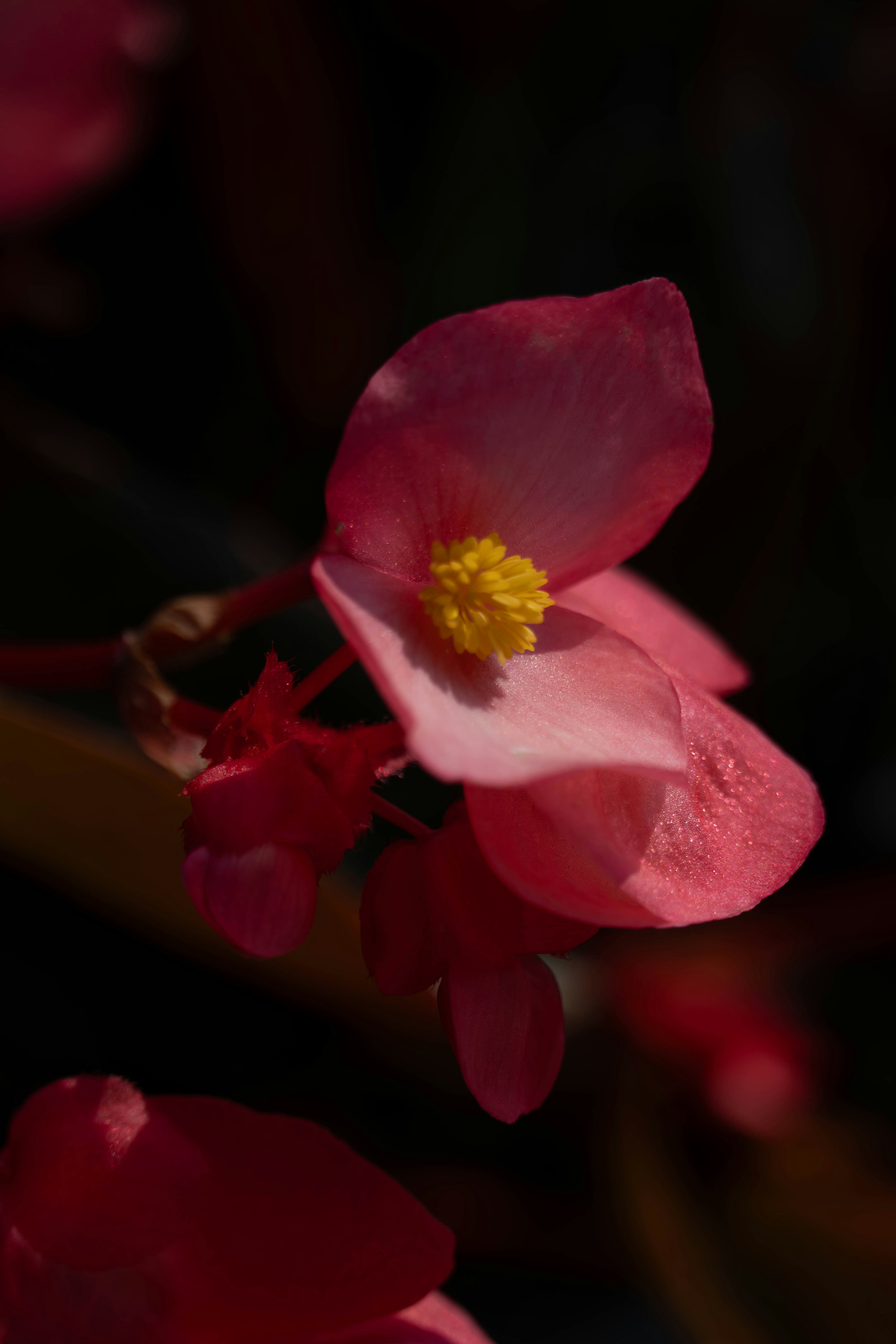 Pink Begonia Bloom: Golden Heart in a Velvet Shadow