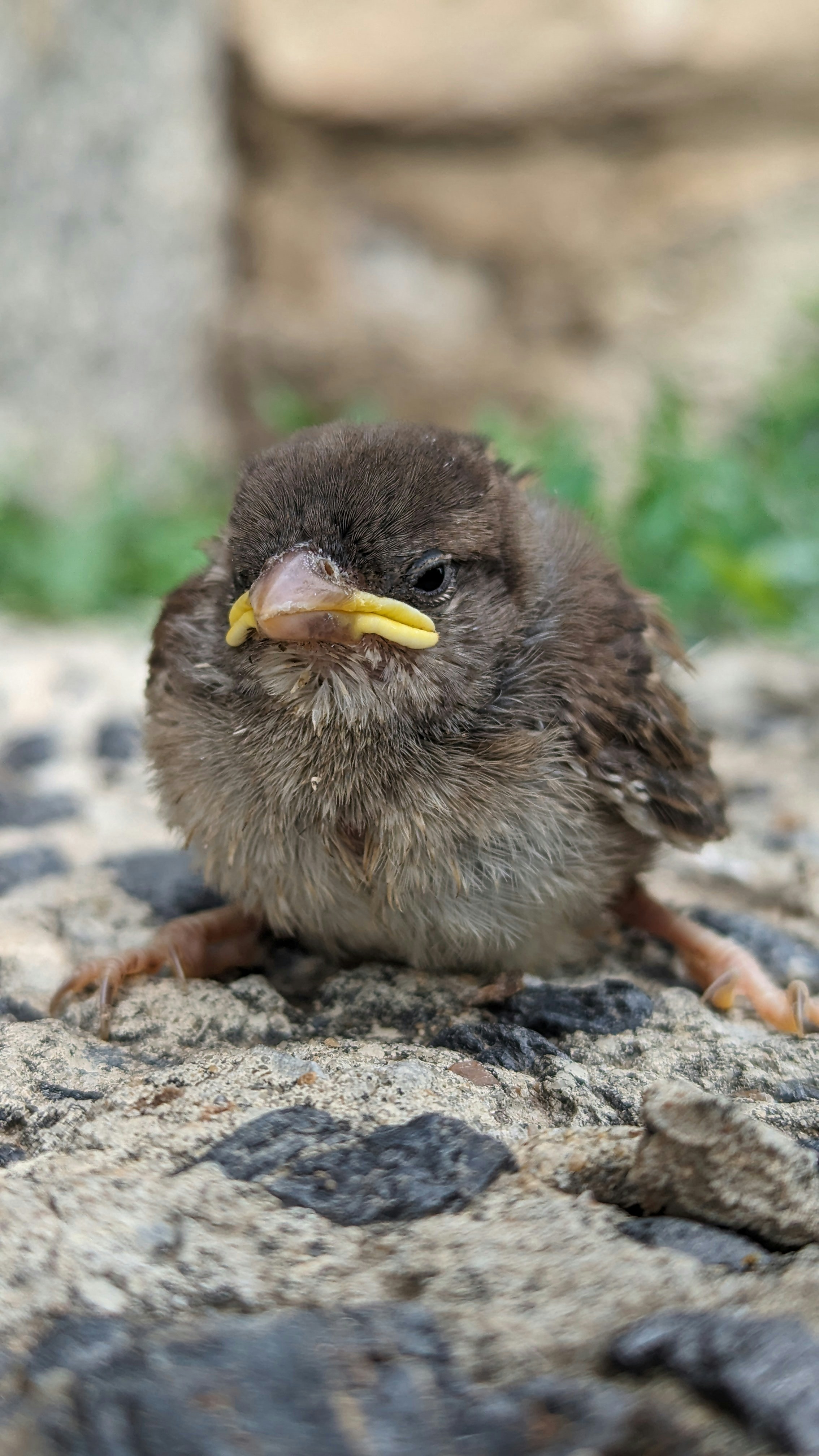 Curious Ground-Chick: A Baby Sparrow Stares Ahead