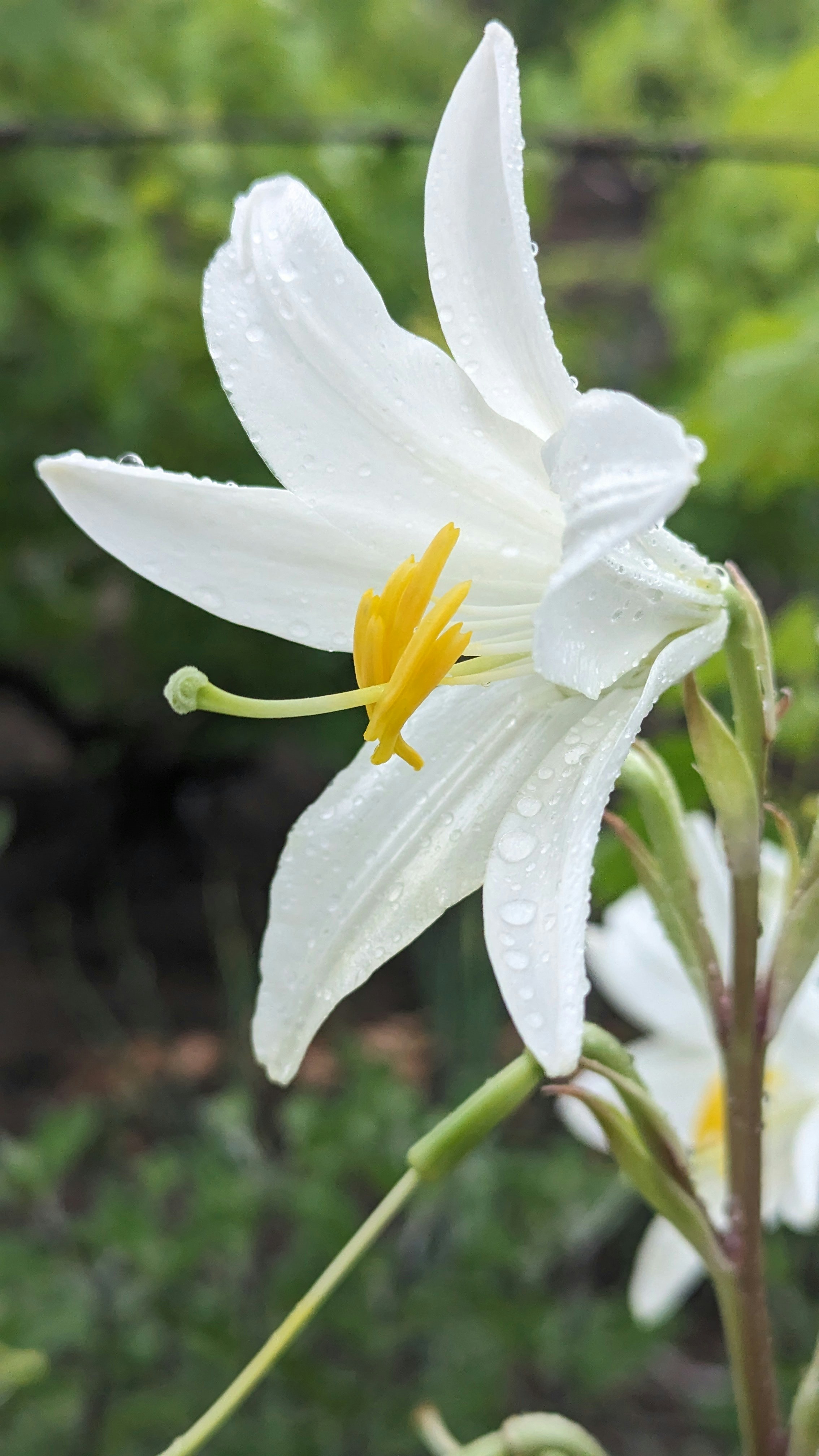 Photo by Vlad Savan with Google Pixel 7