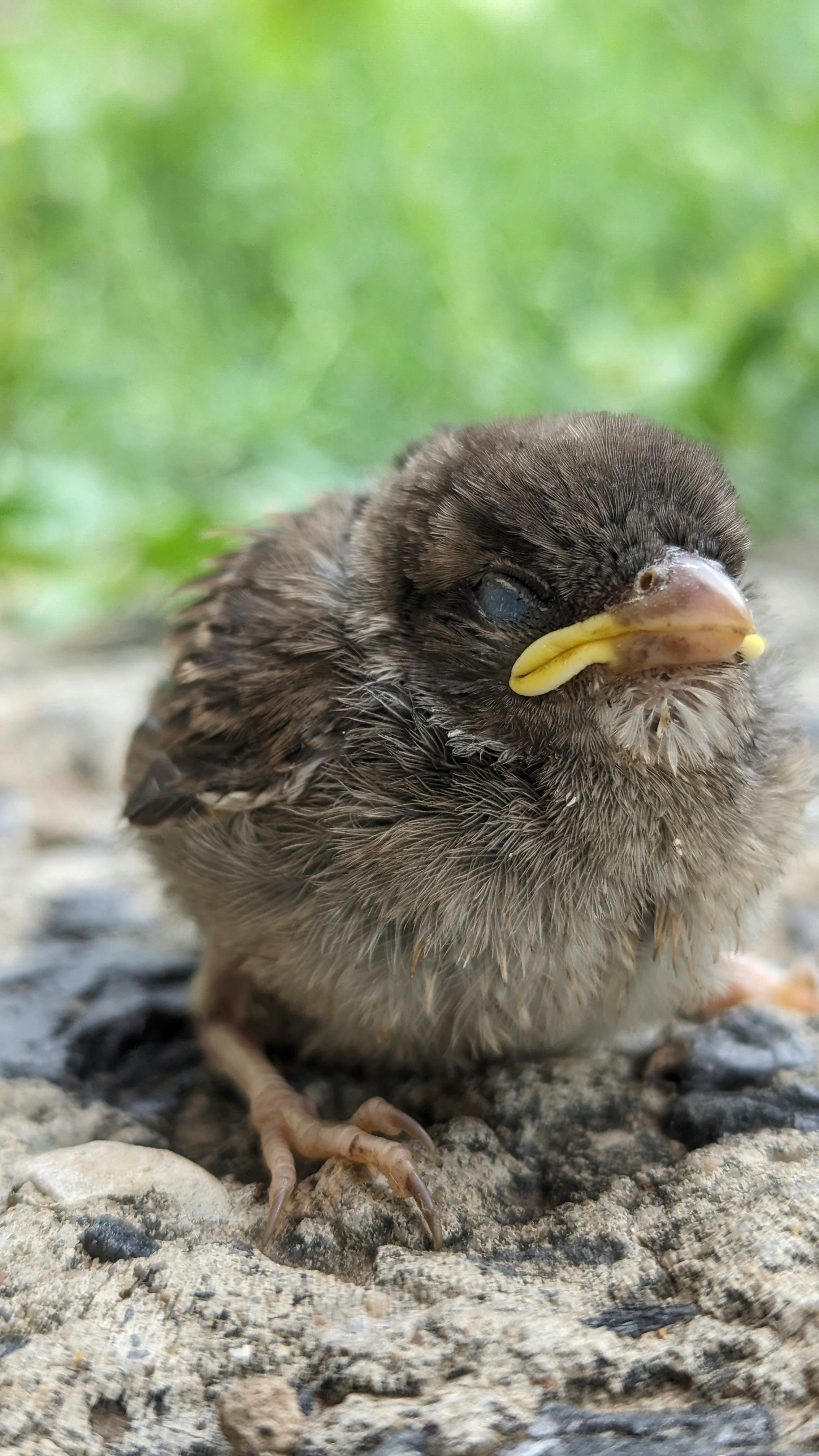 Tiny Downy Scout on Pebble Ground Under Green Light